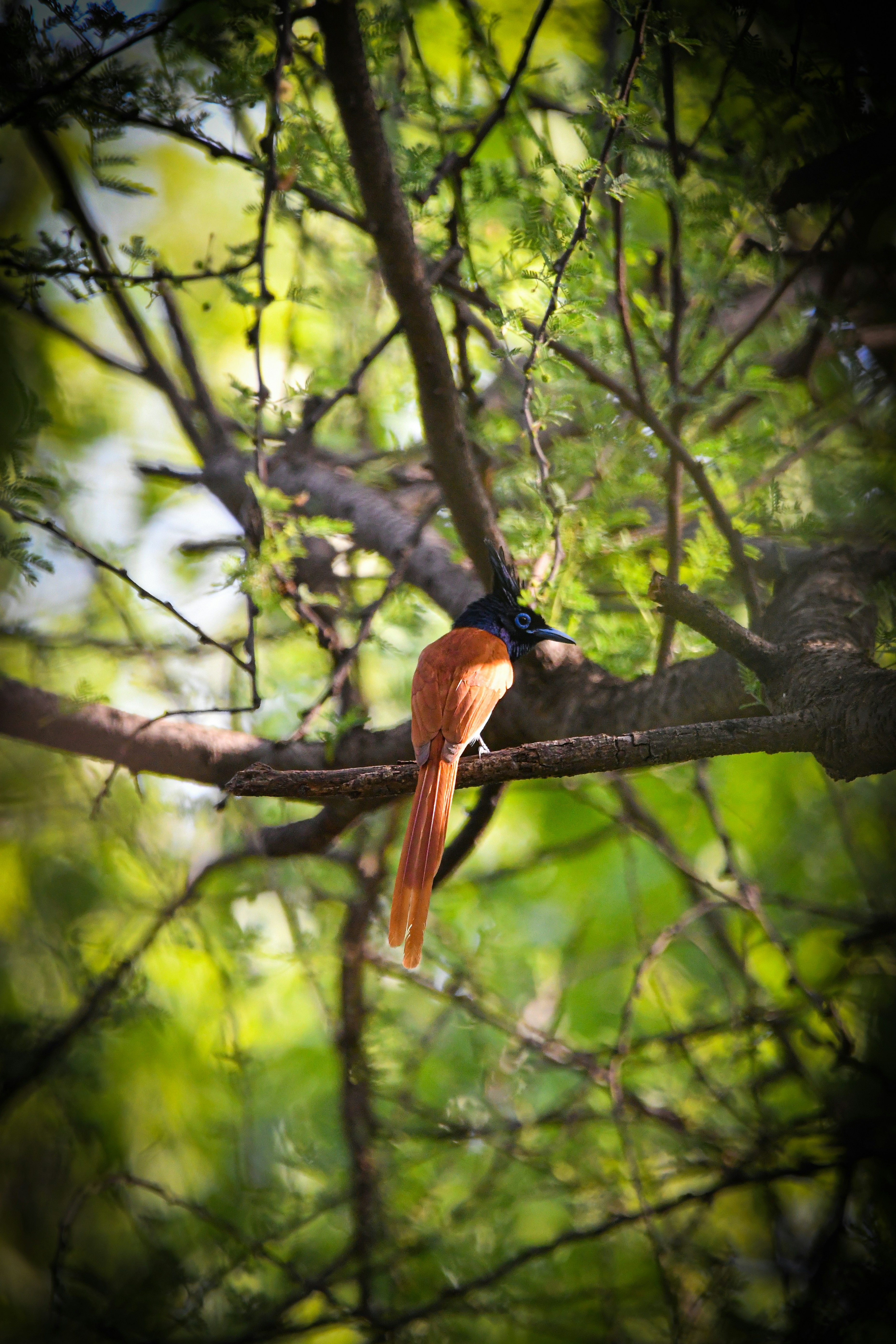 Scarlet Kingfisher in a Green Canopy