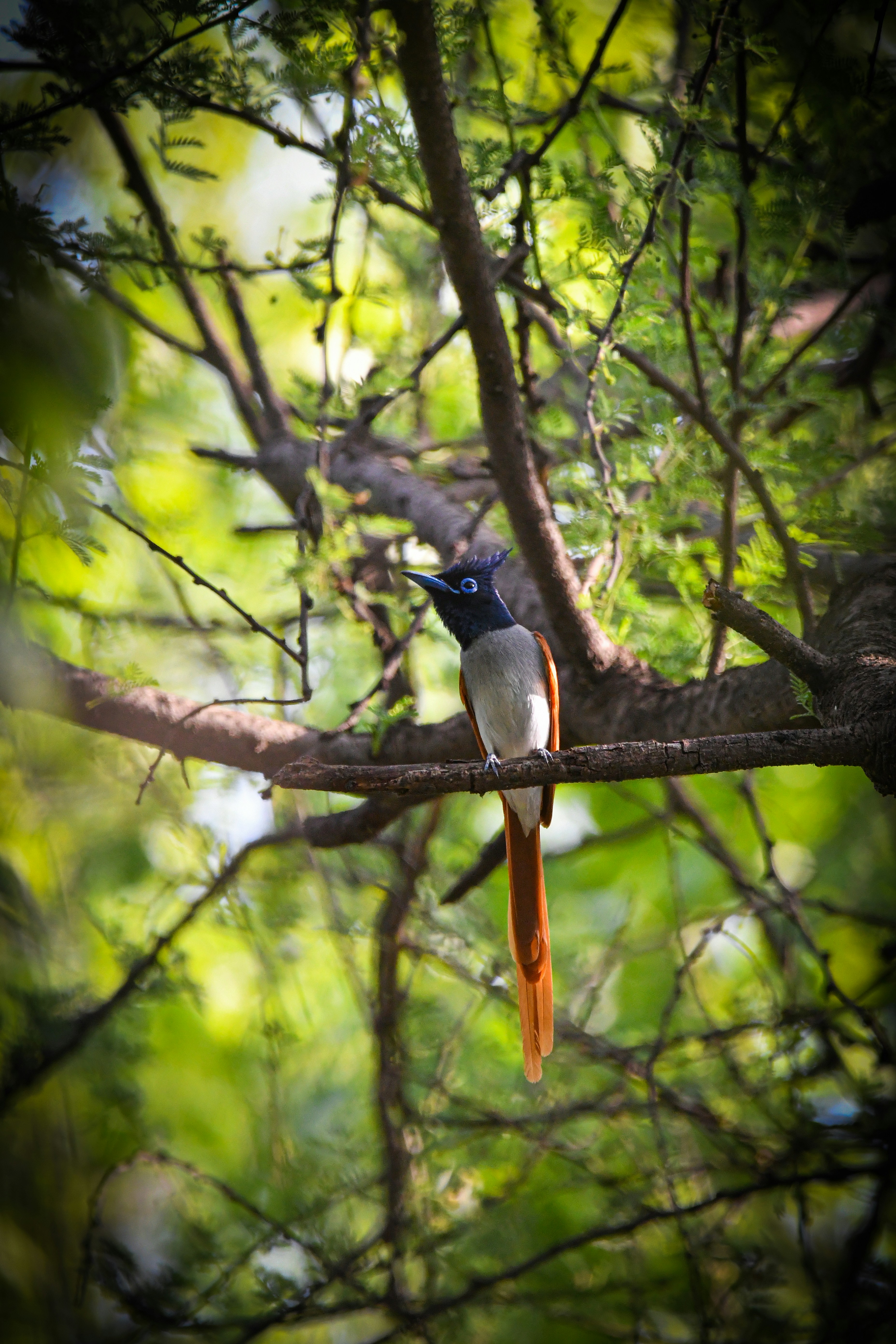 Scarlet-tailed Kingfisher Perched Amid Green Canopy