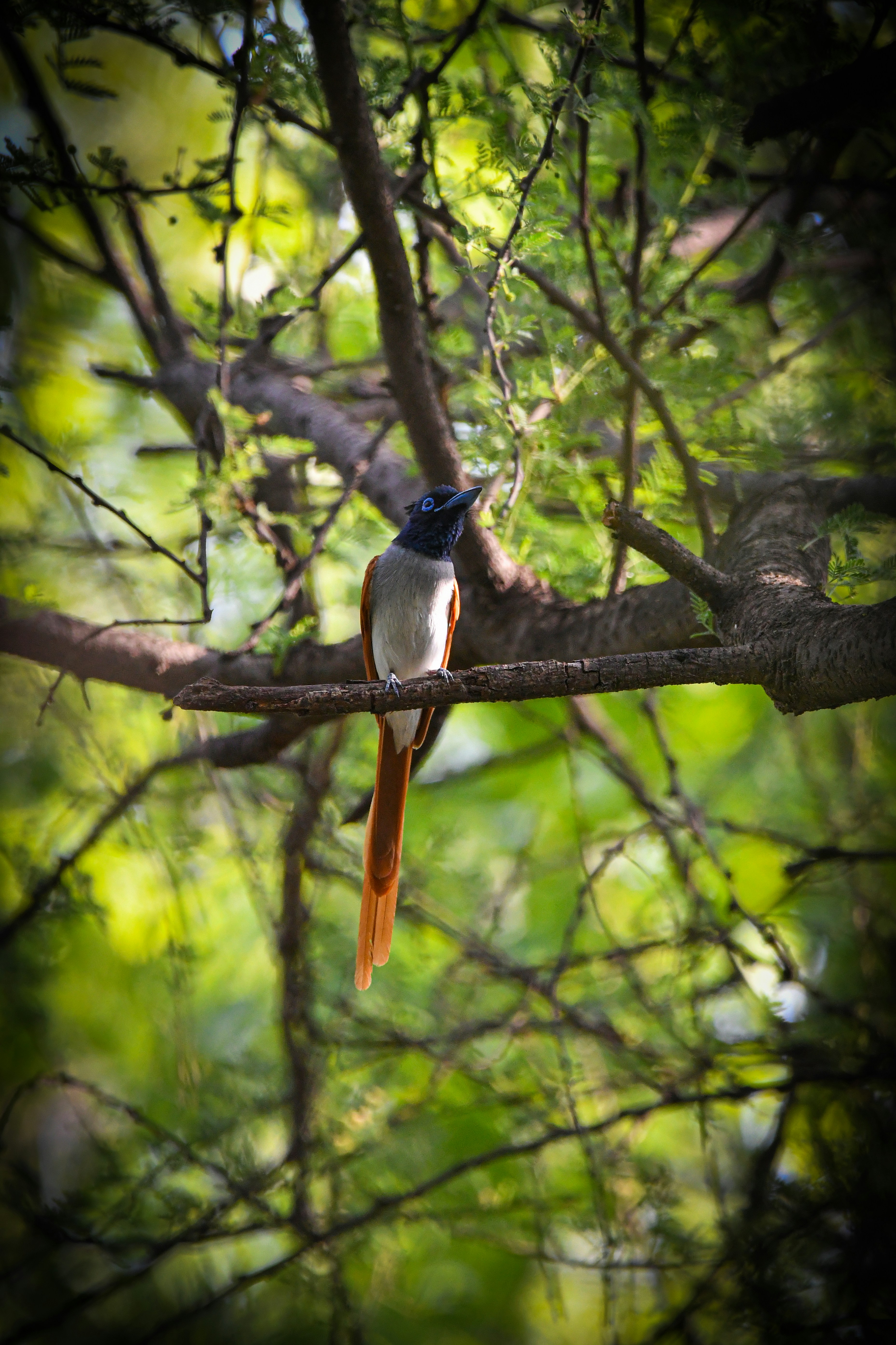 Scarlet-tailed Perch in a Sunlit Canopy