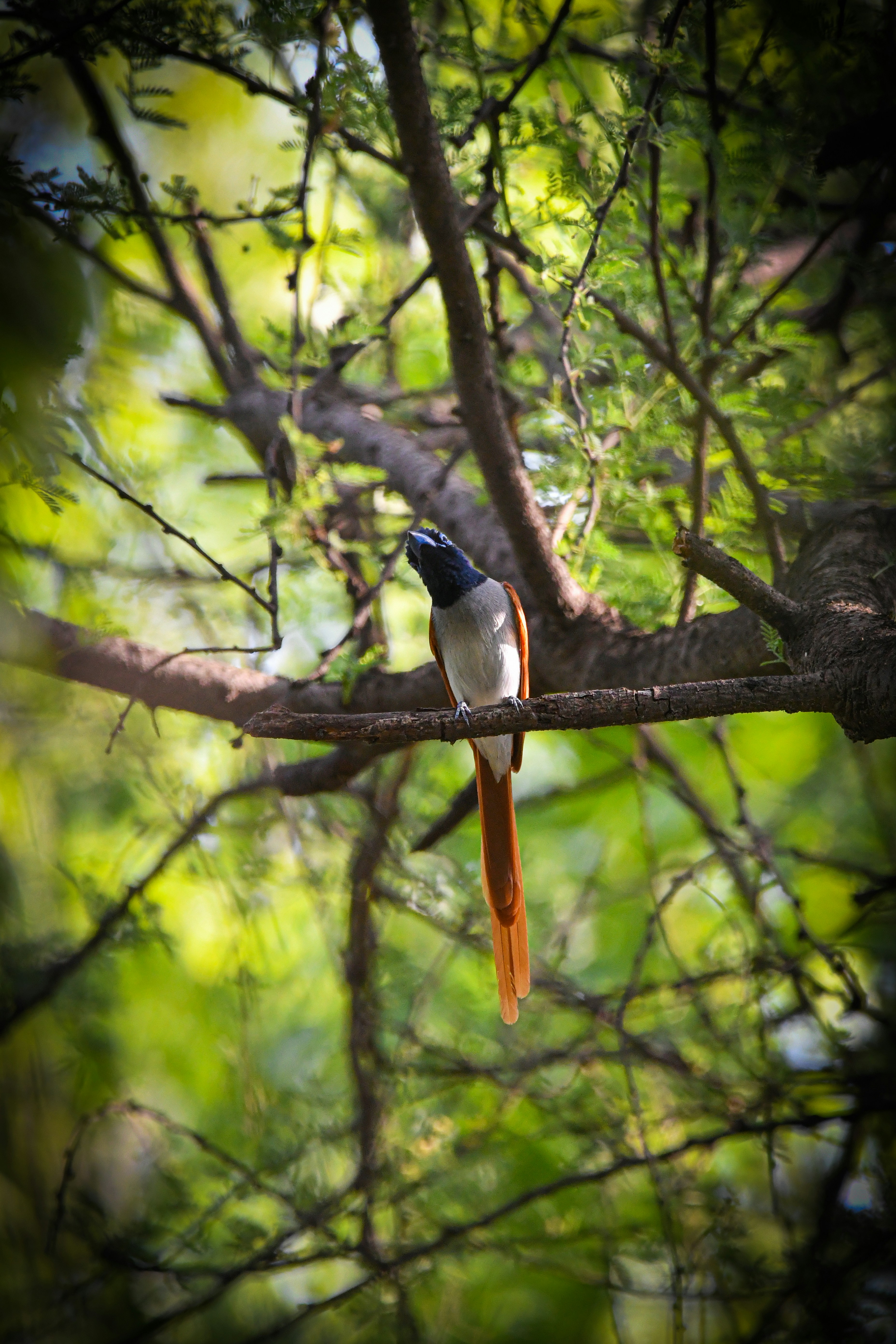 Crimson-tailed perch: a lone kingfisher on a sunlit branch