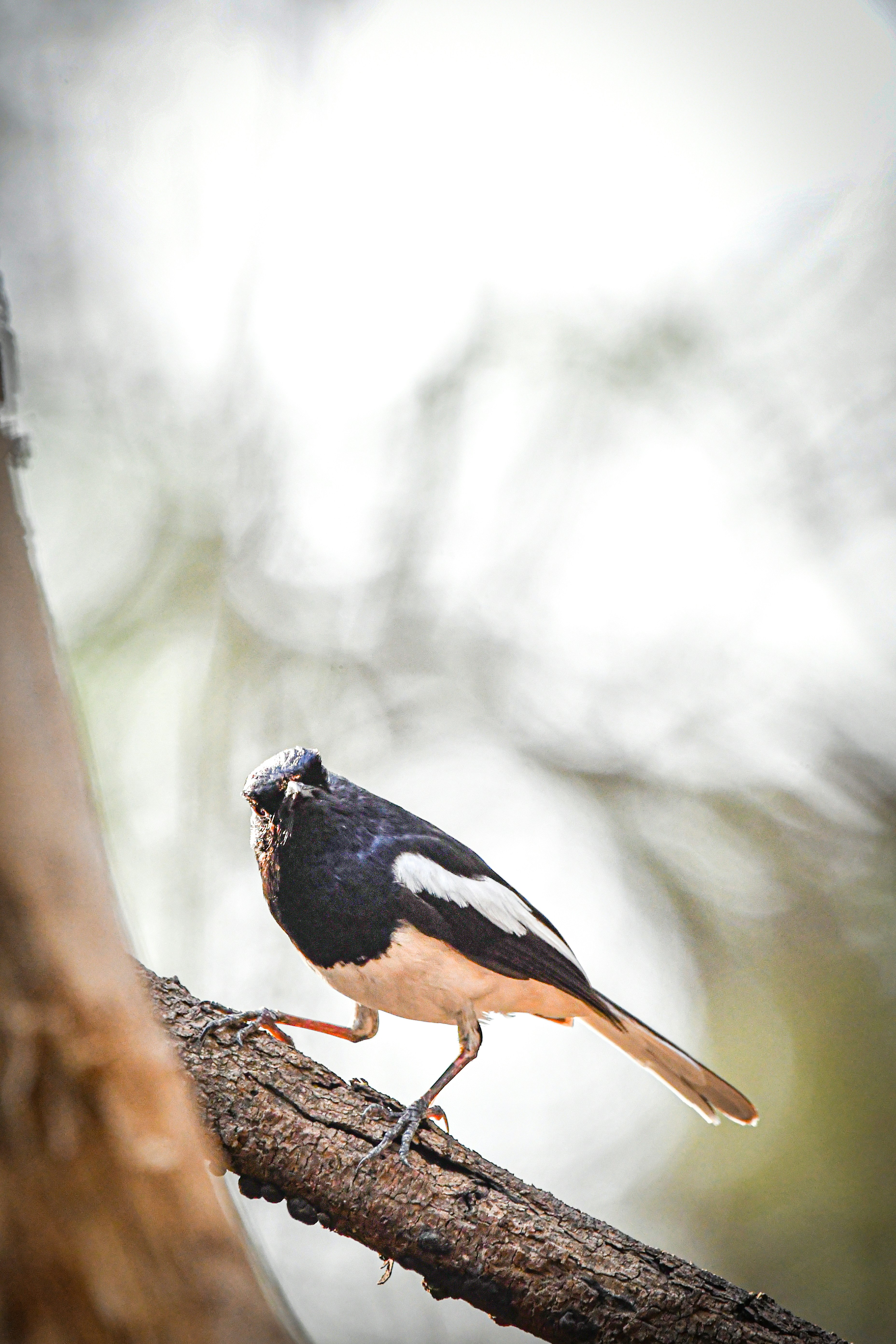 Perched Ember: A Black-Capped Flycatcher in Sunlit Veil