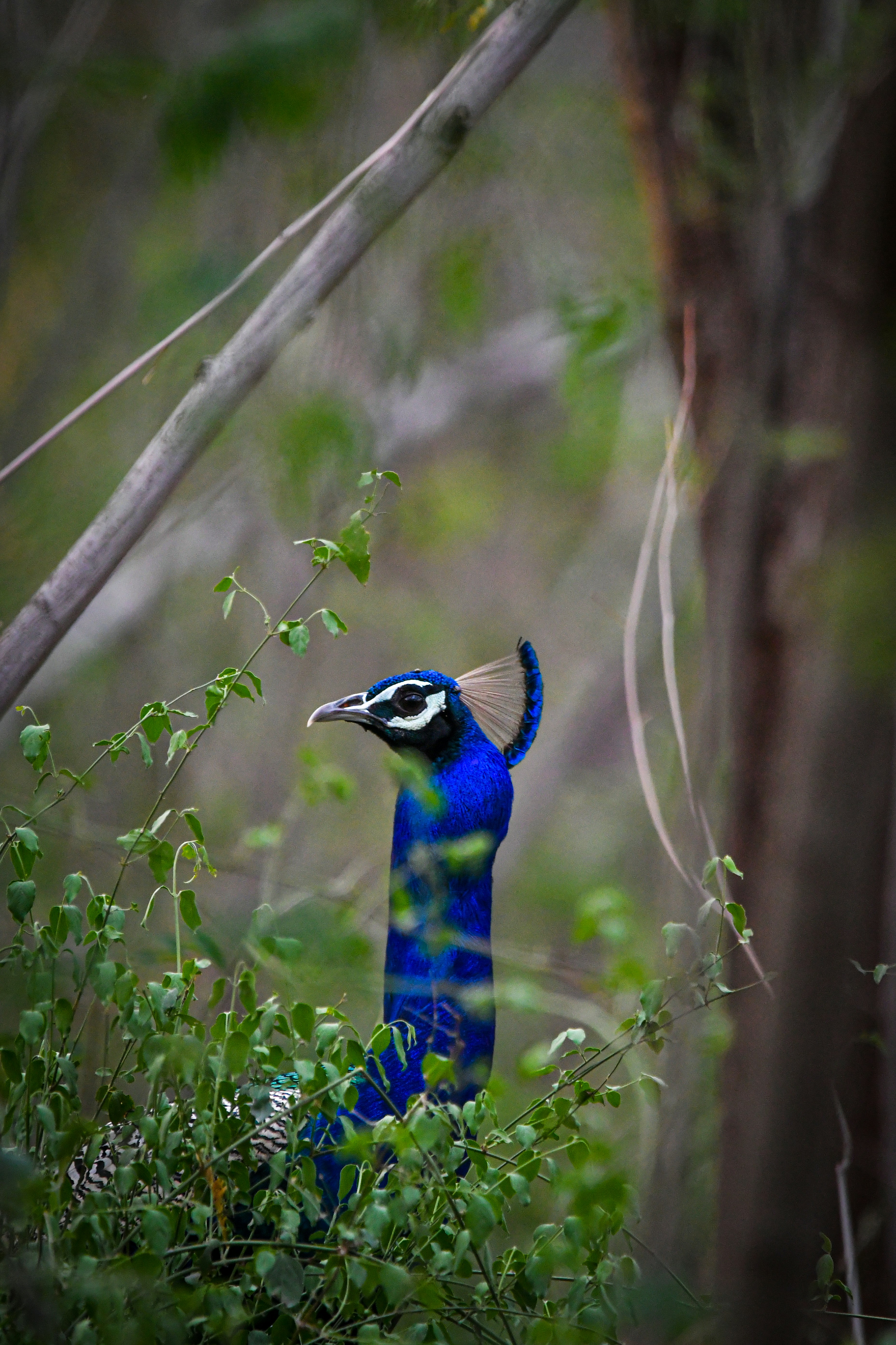 Cobalt Crest: A Blue Peacock Emerges Through Green Veil
