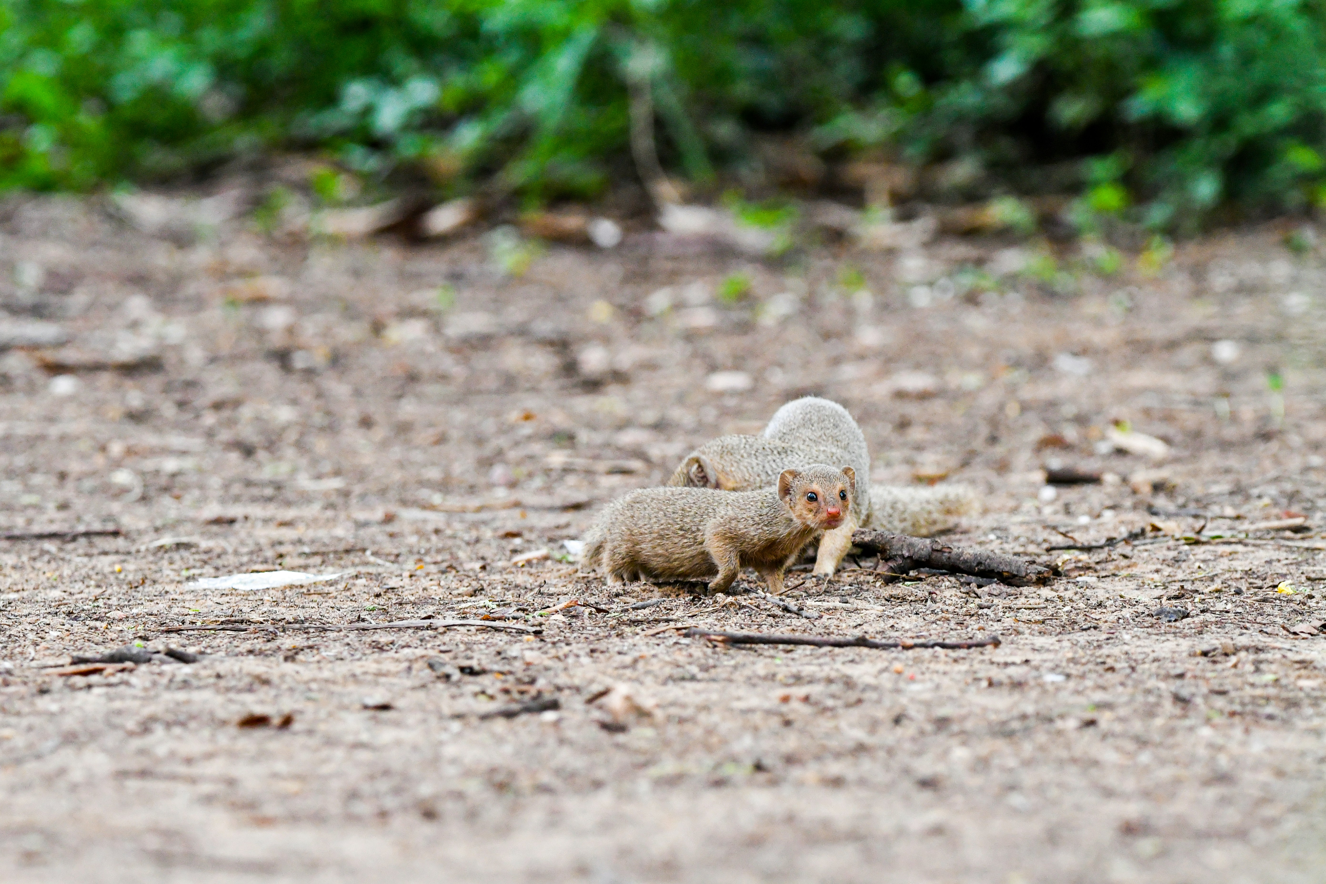 Encounter in the Dirt: A Pair of Squirrels Stopped in their Tracks