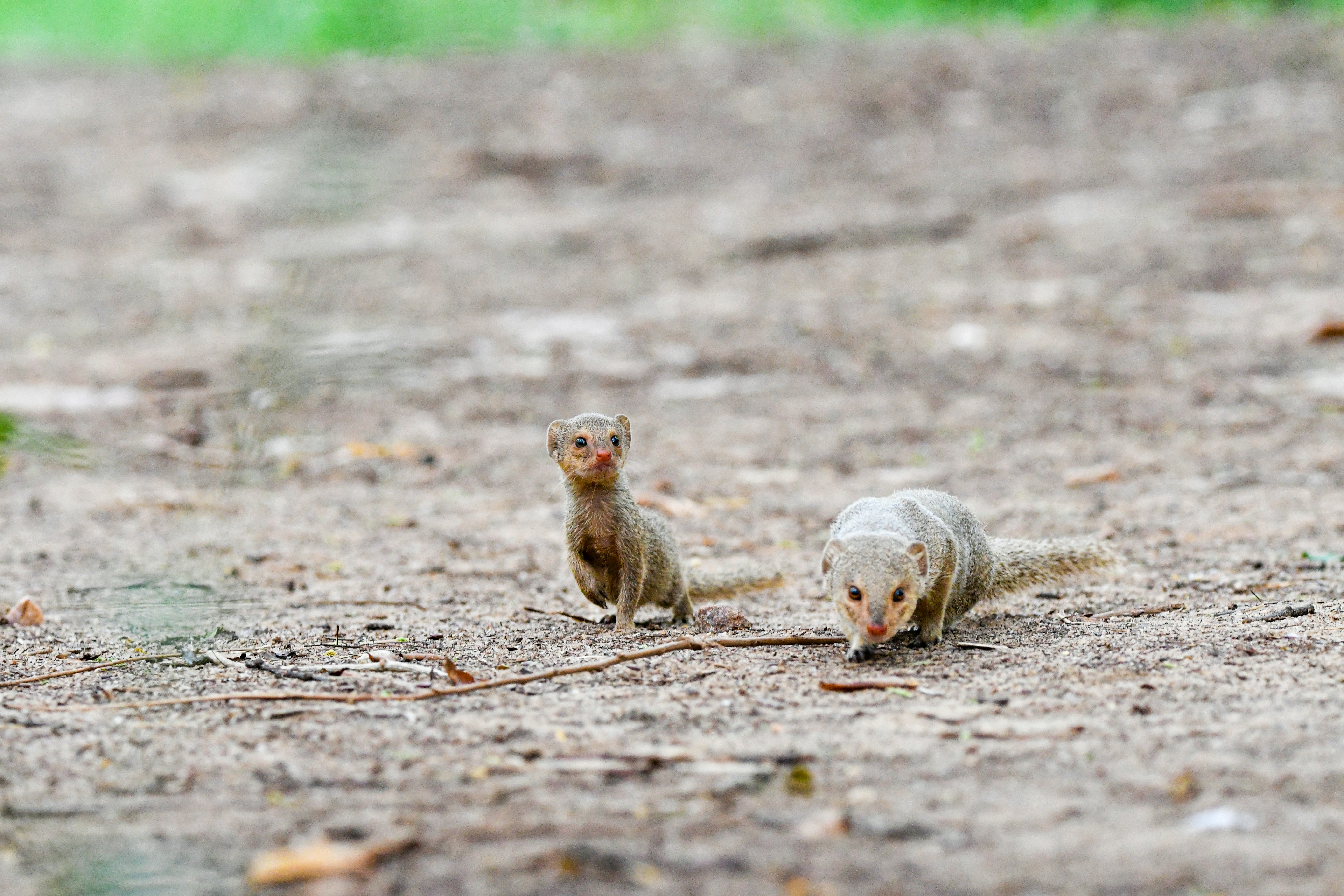 Two alert mongooses pause mid-step on a dirt trail
