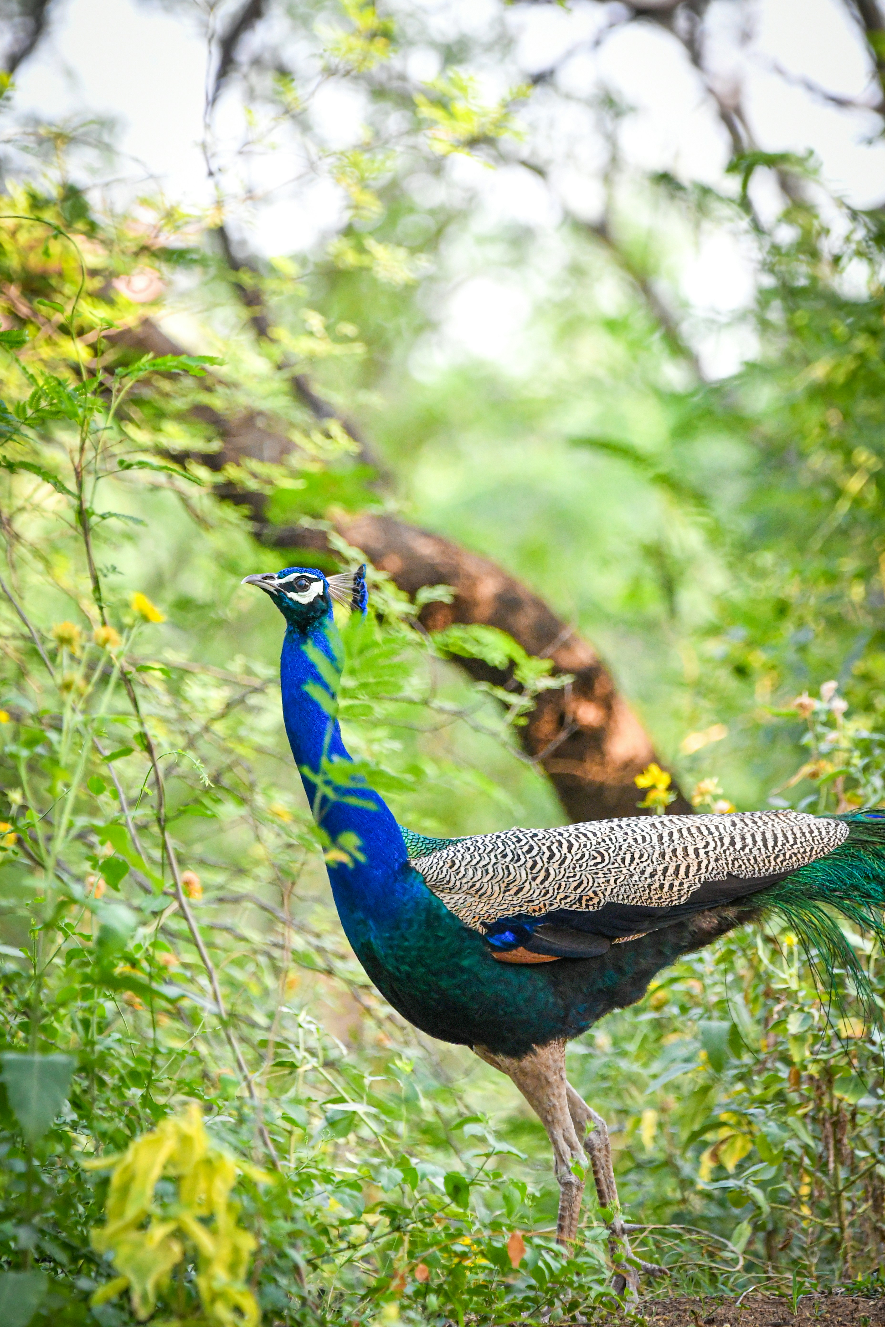 Regal Peafowl in a Verdant Thicket