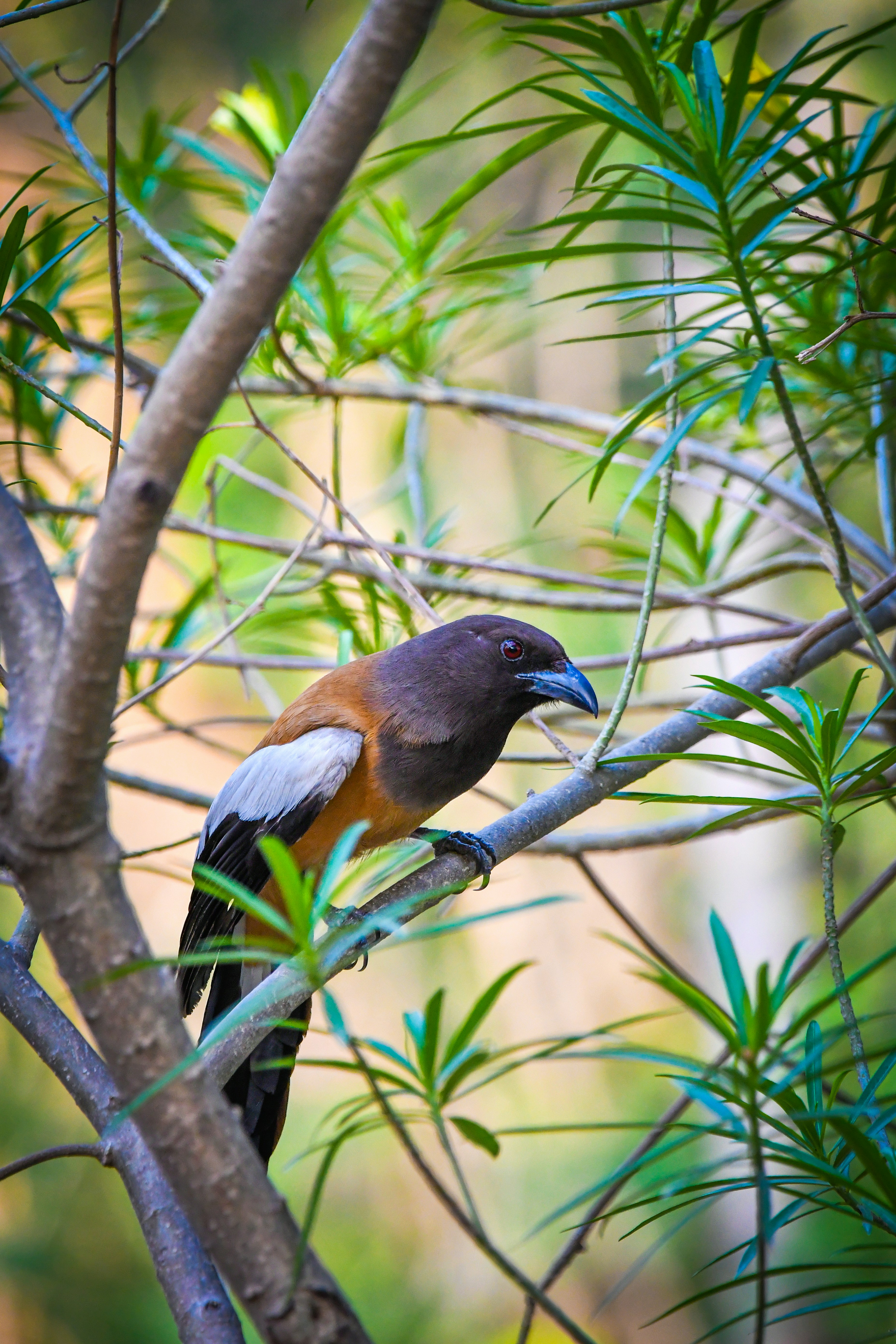 Hidden Perch: A Rufous-Bellied Songbird Within Green Slender Canopies