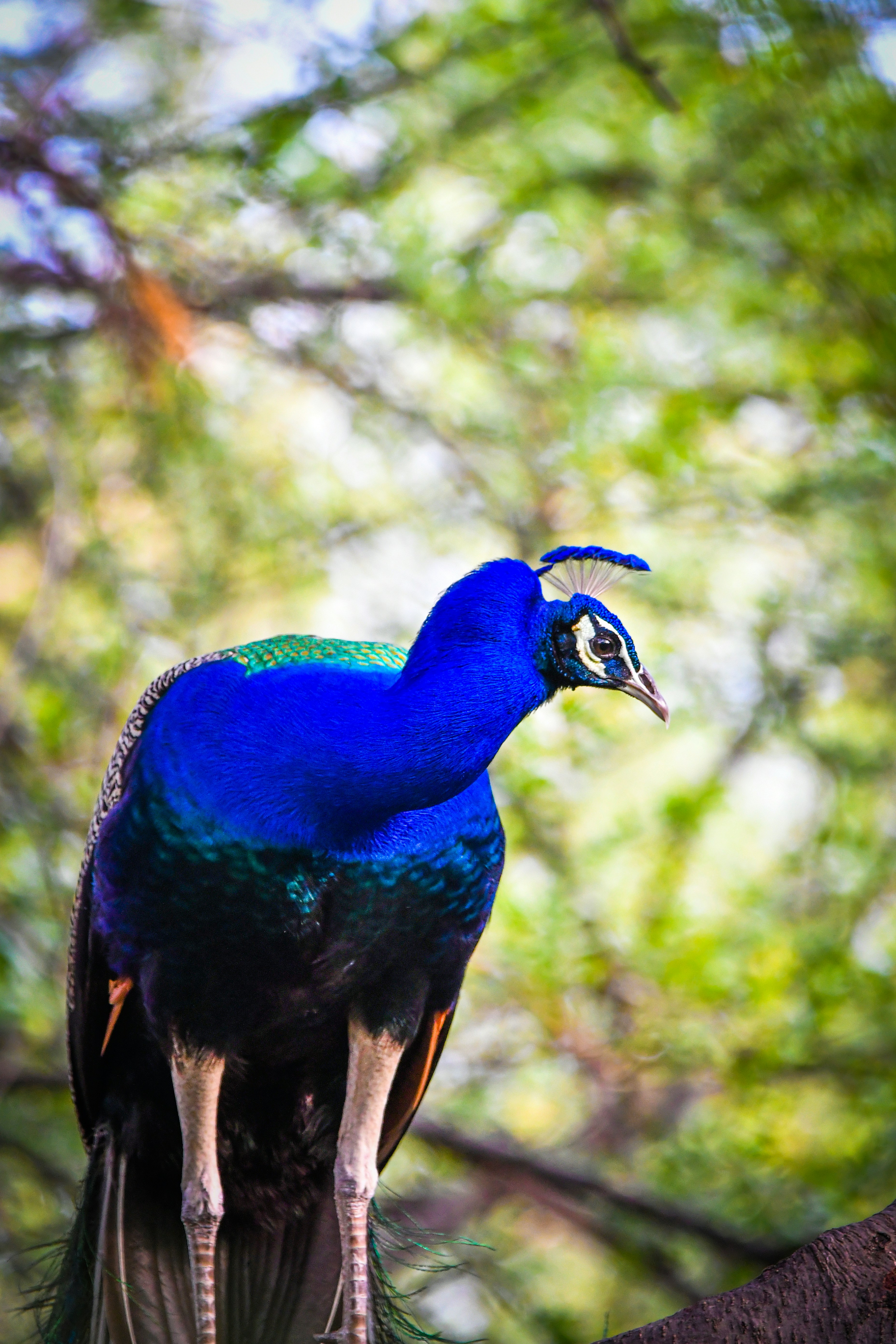 Vivid Blue Crest: Portrait of a Peacock in Dappled Light