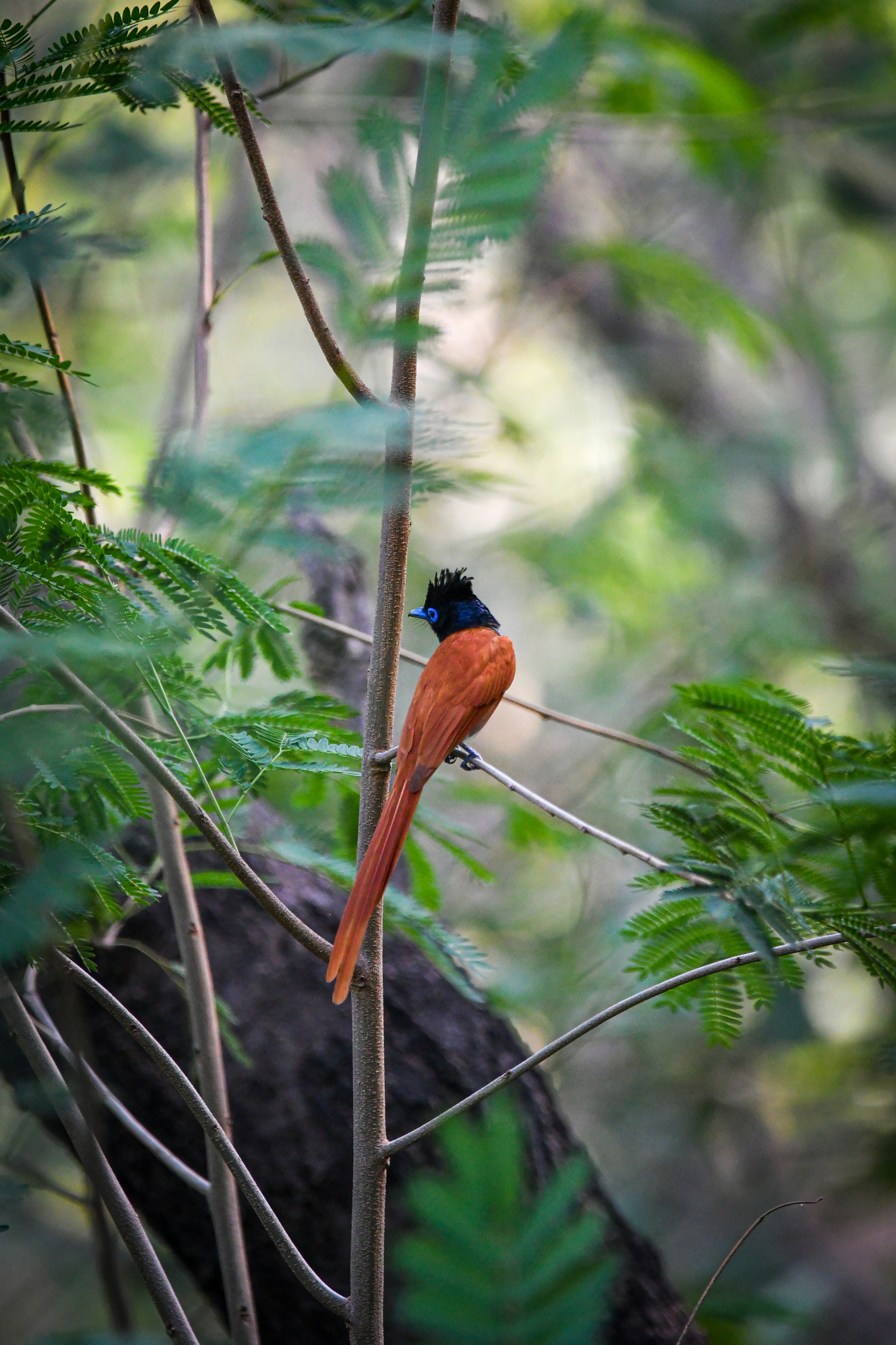 Crimson Kingfisher Among Ferns: A Burst of Color in Quiet Foliage