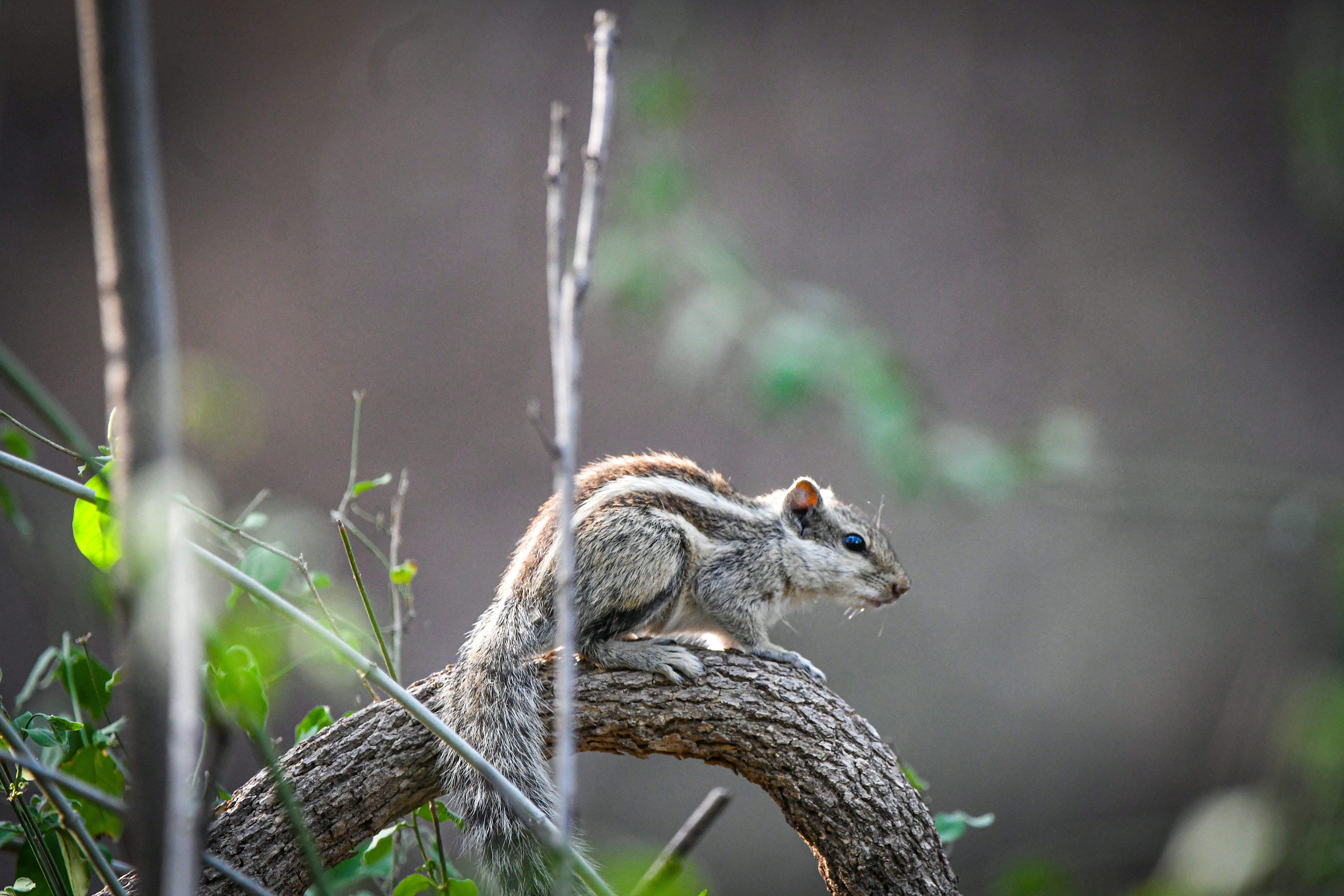 Curved Branch Perch: A Chipmunk-like Squirrel in Late Afternoon Light