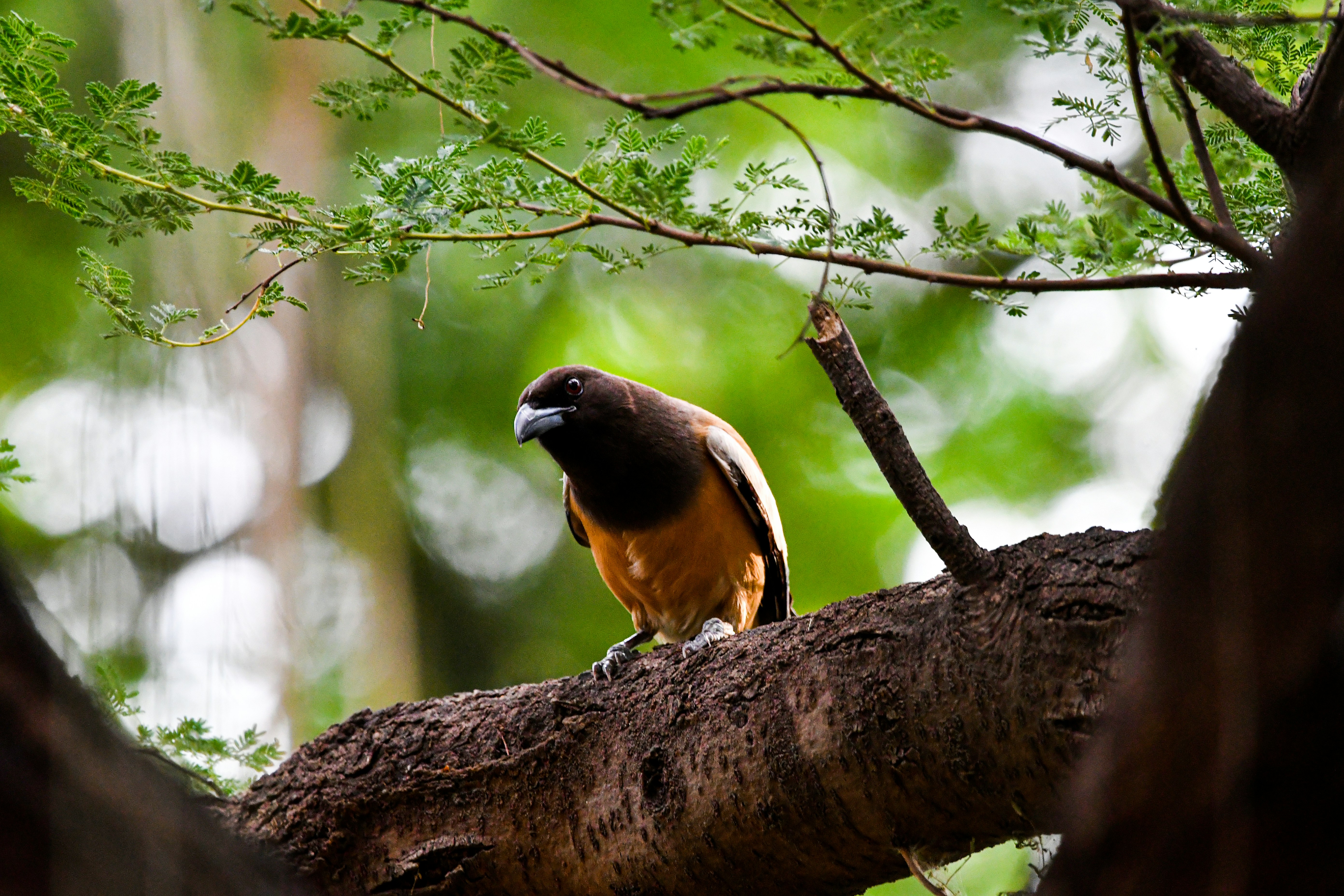 Perched Majesty: A Chestnut-backed Bird Anchors a Quiet Canopy Moment