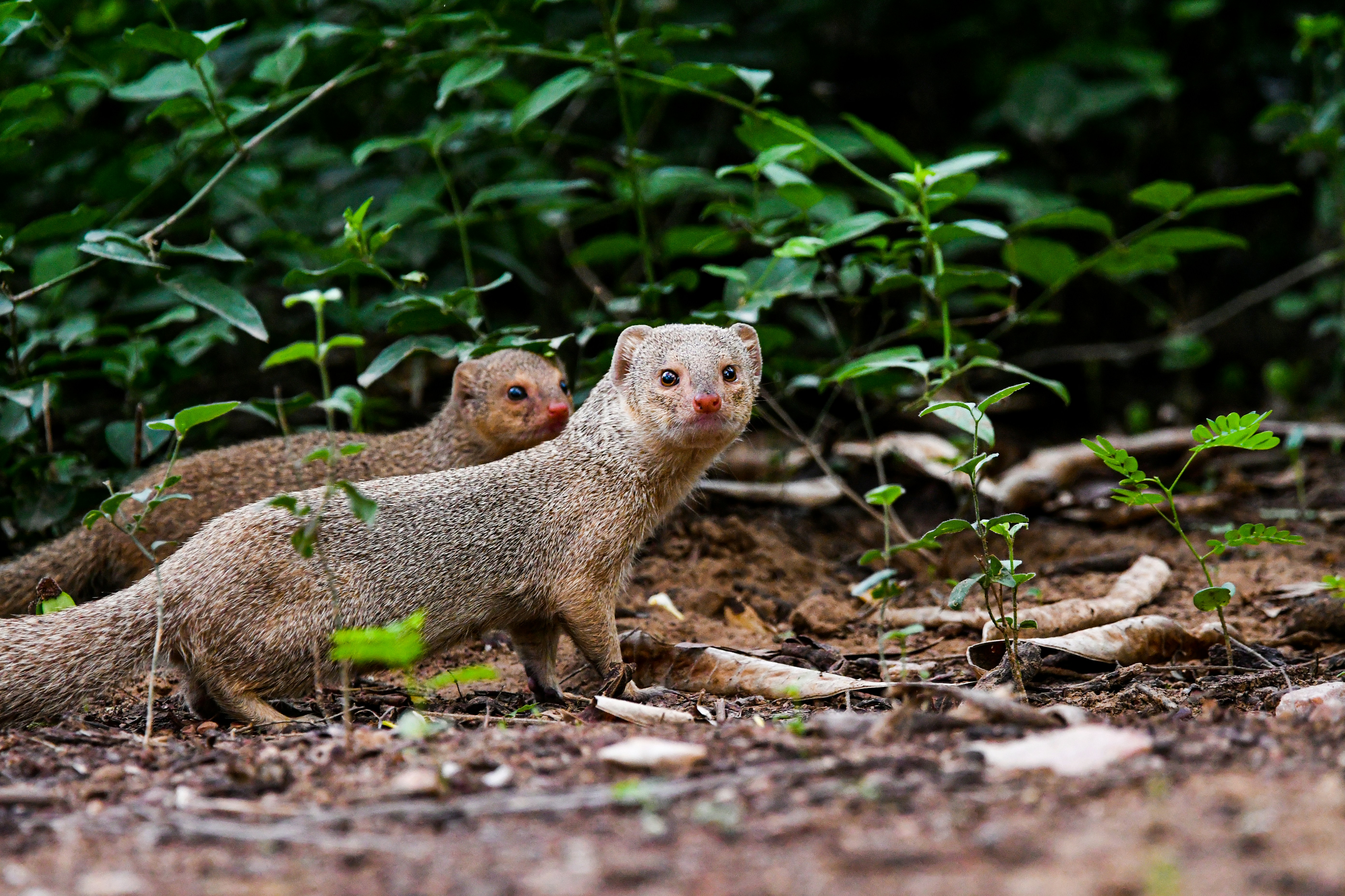 Curious Pair of Mongooses Emerges from Leafy Underbrush