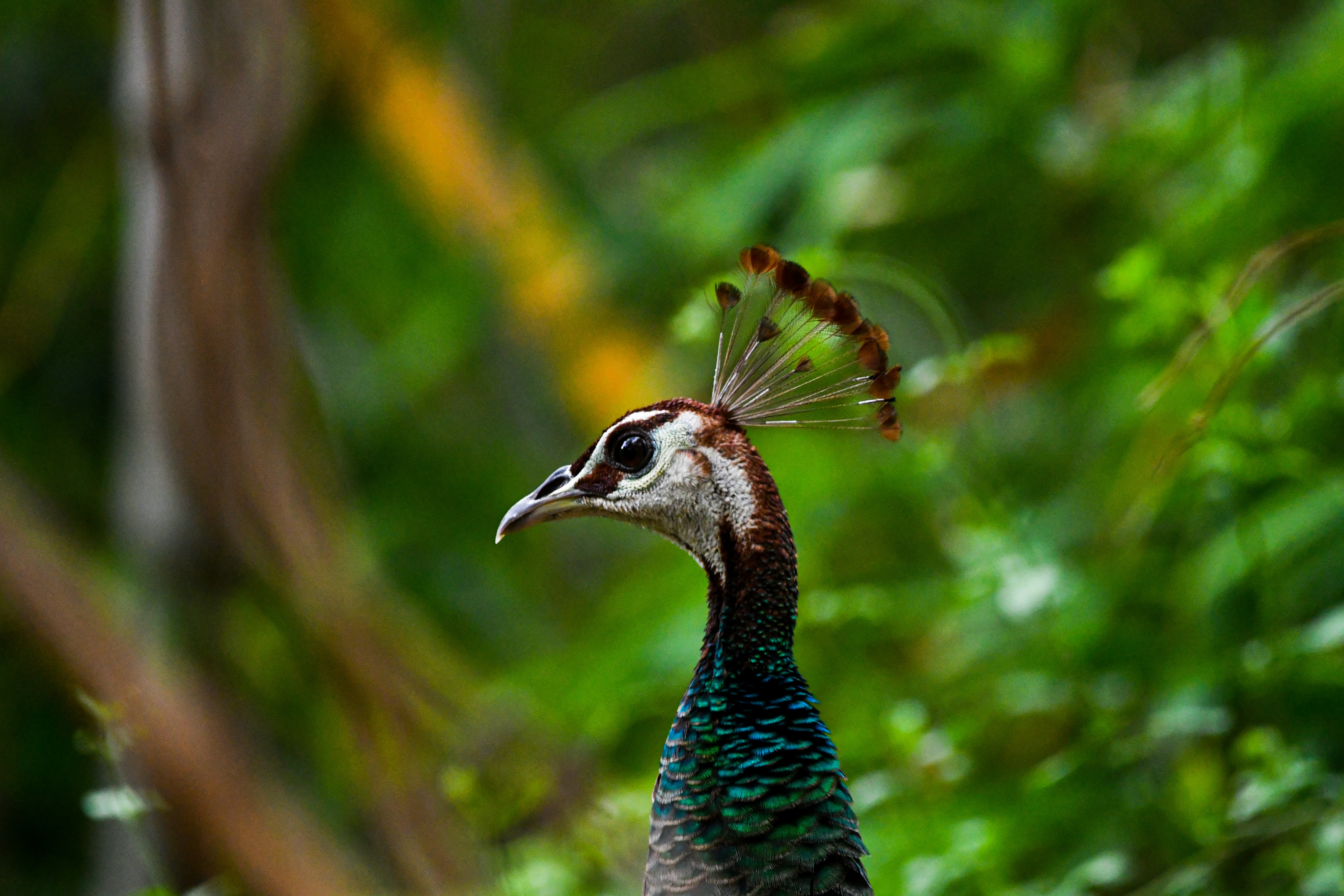 Peacock Crest in Focus: A Portrait of Color and Curiosity