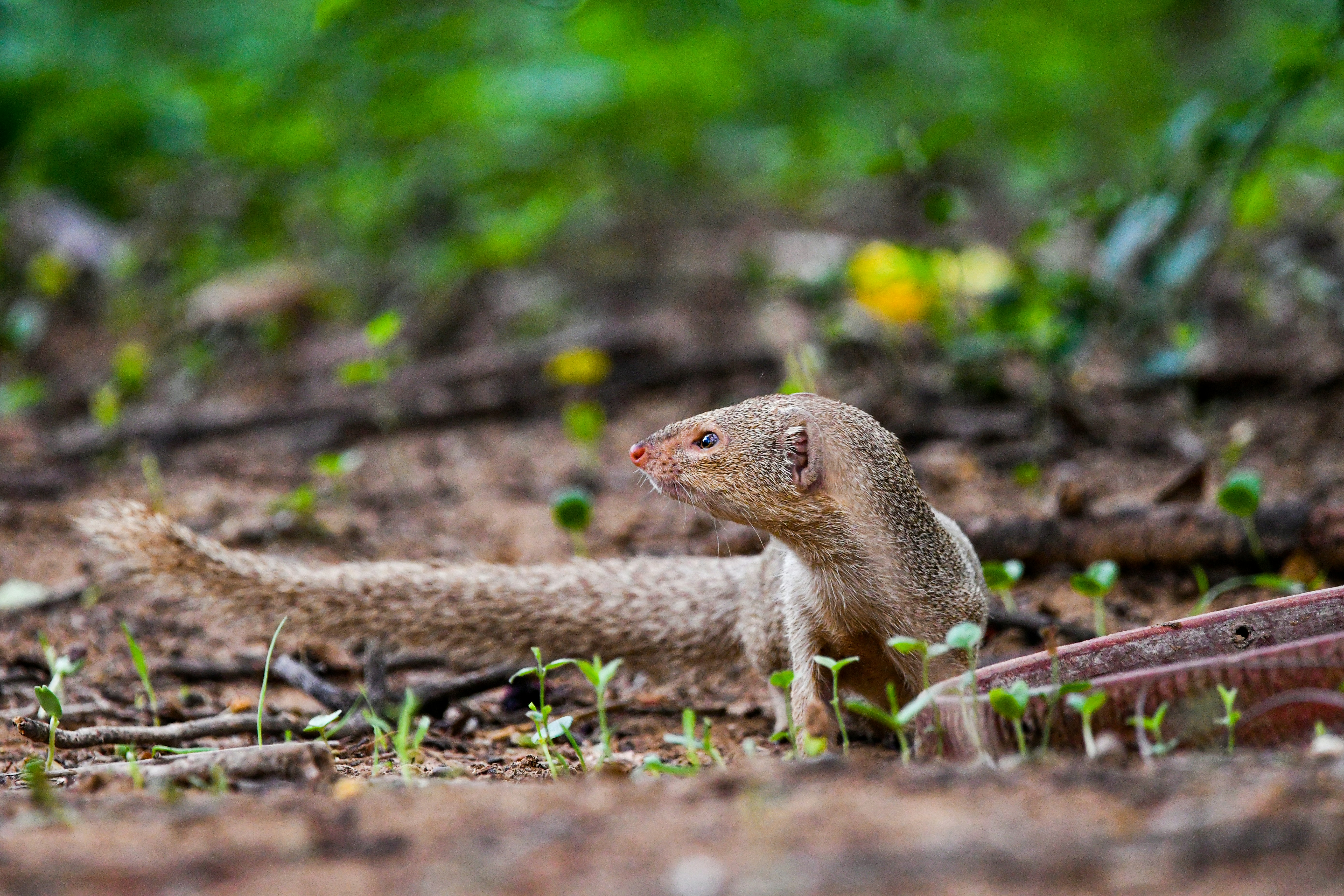 Ambush Among Ferns: A Ground-Level Glimpse of a Curious Scurrier
