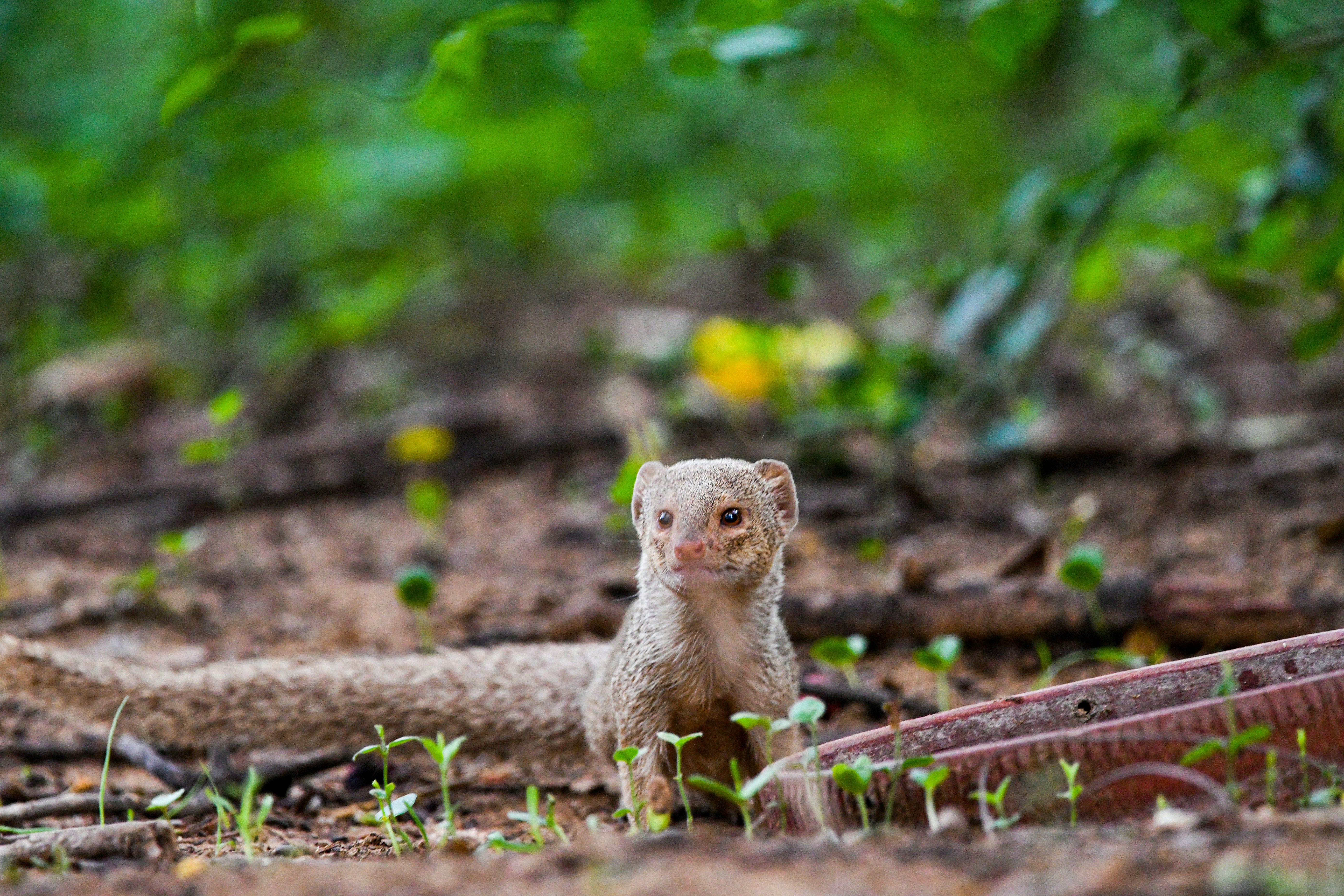 Curious Weasel Surfaces from the Leaf Litter