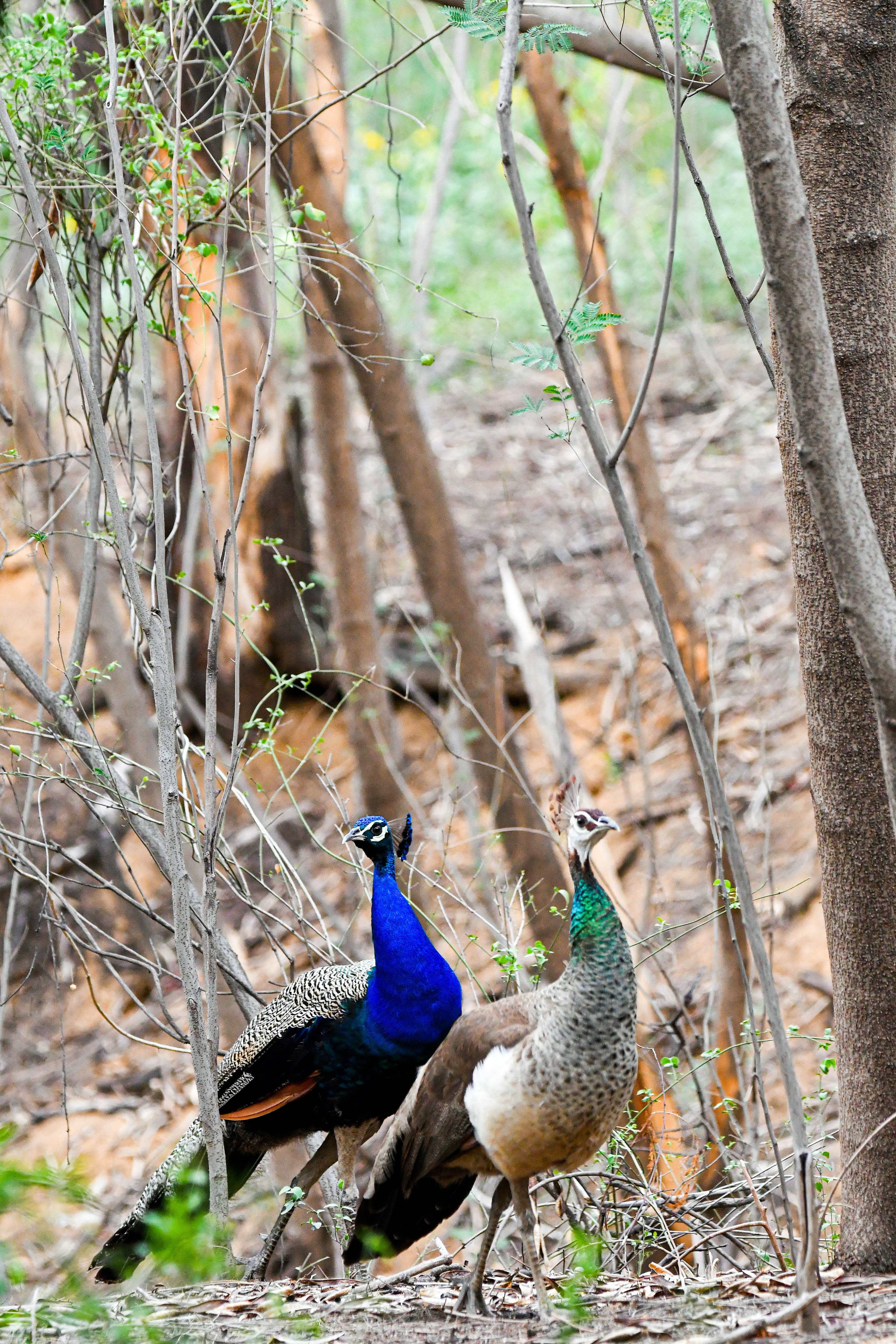 Vibrant Pair in the Understory: A Close Encounter with Male and Female Peafowl