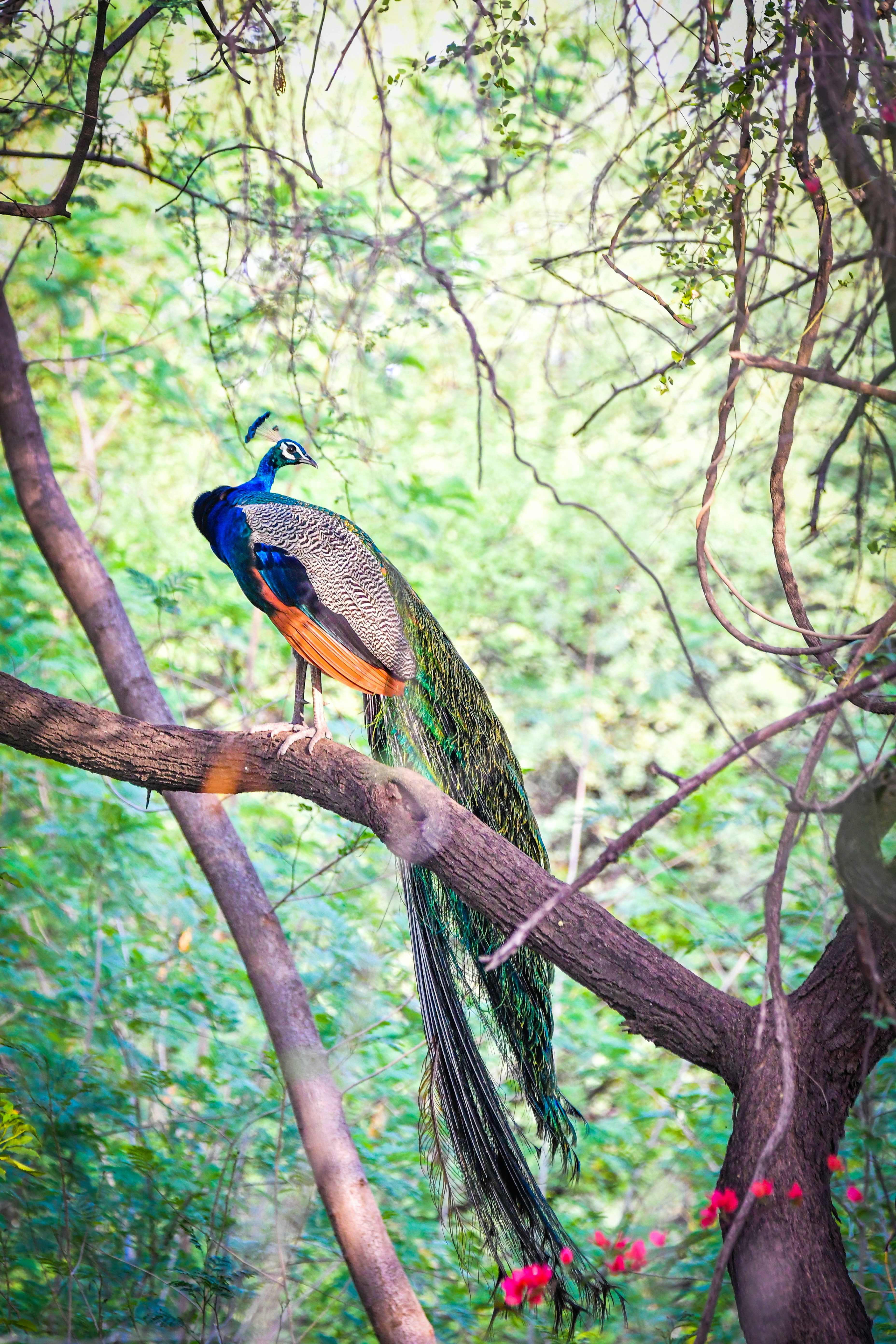 Regal Peacock on a Moonlit Branch