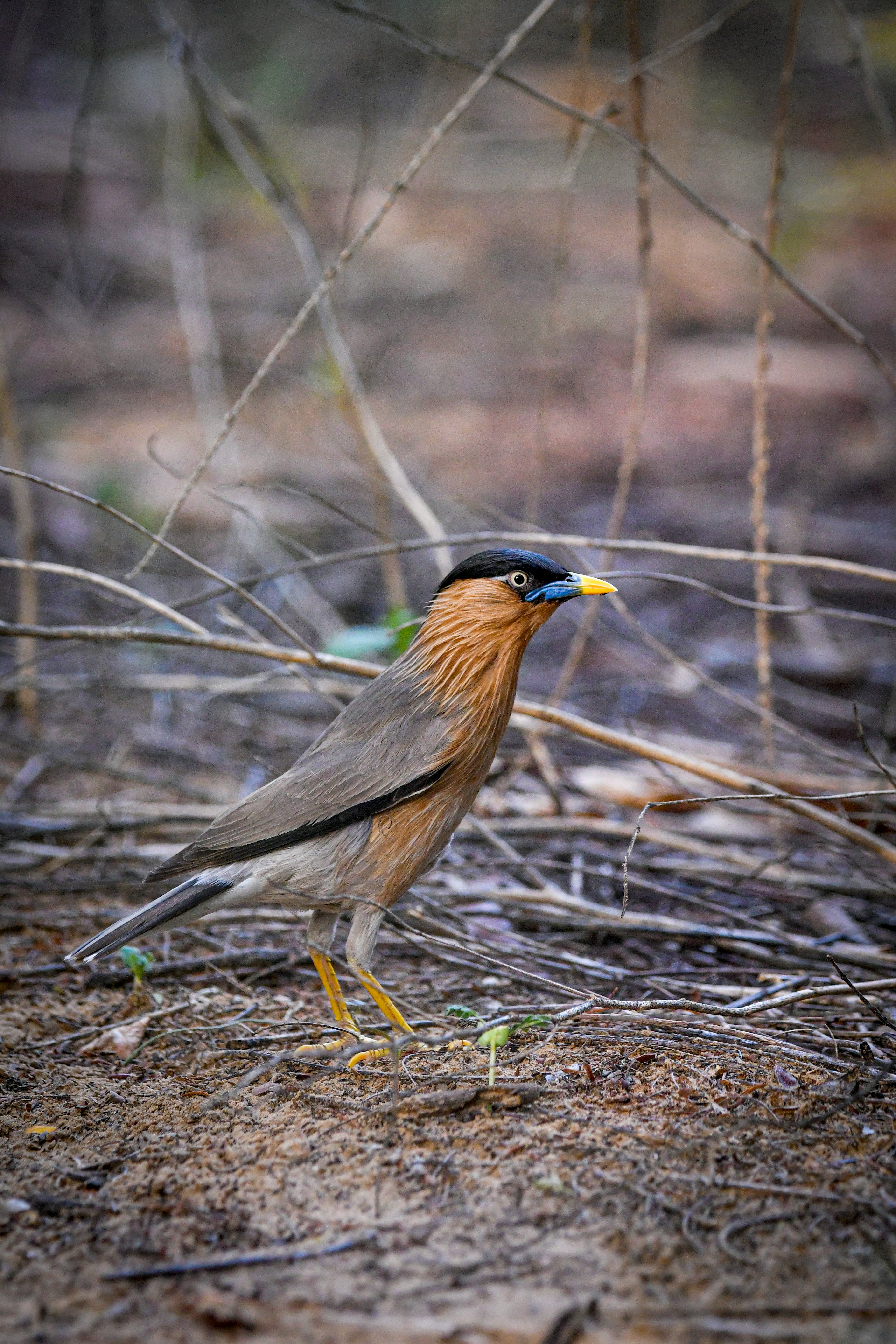 Kingfisher on the Ground: A Close Encounter with a Grounded Monarch