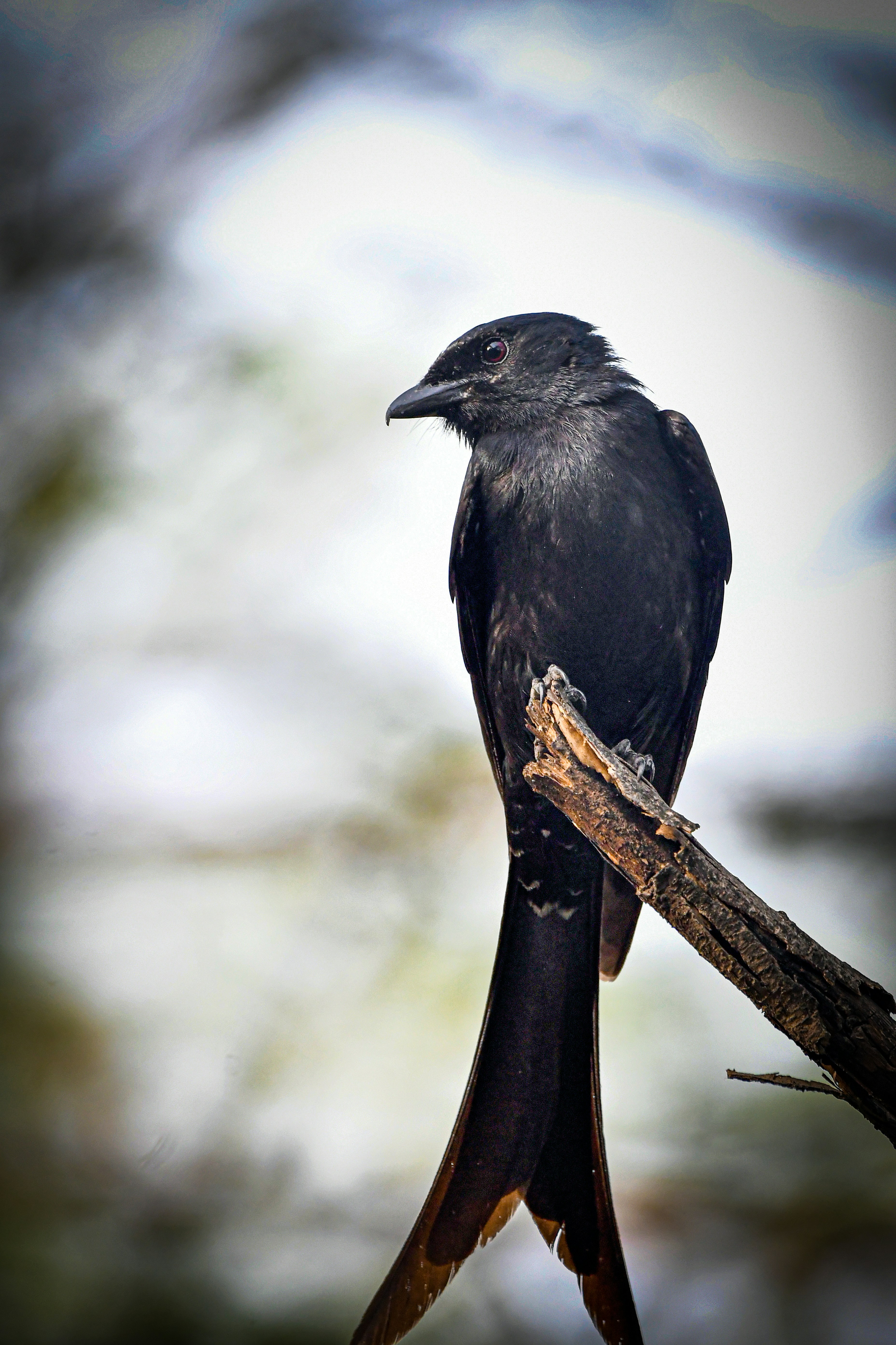 Midnight Watcher on a Weathered Branch
