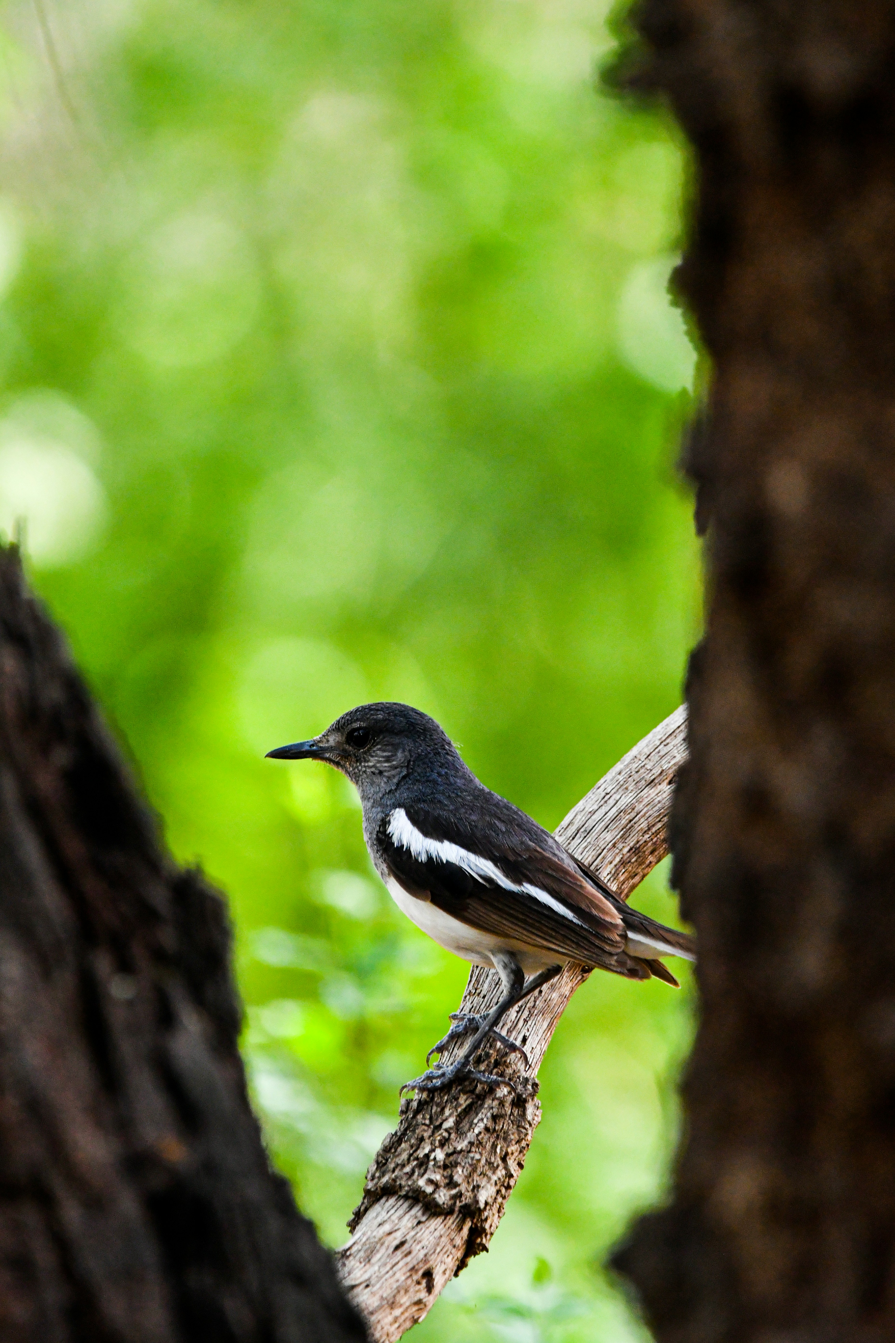 Perched on a Weathered Branch, a Black-and-White Warbler Finds Focus Amid Green canopies