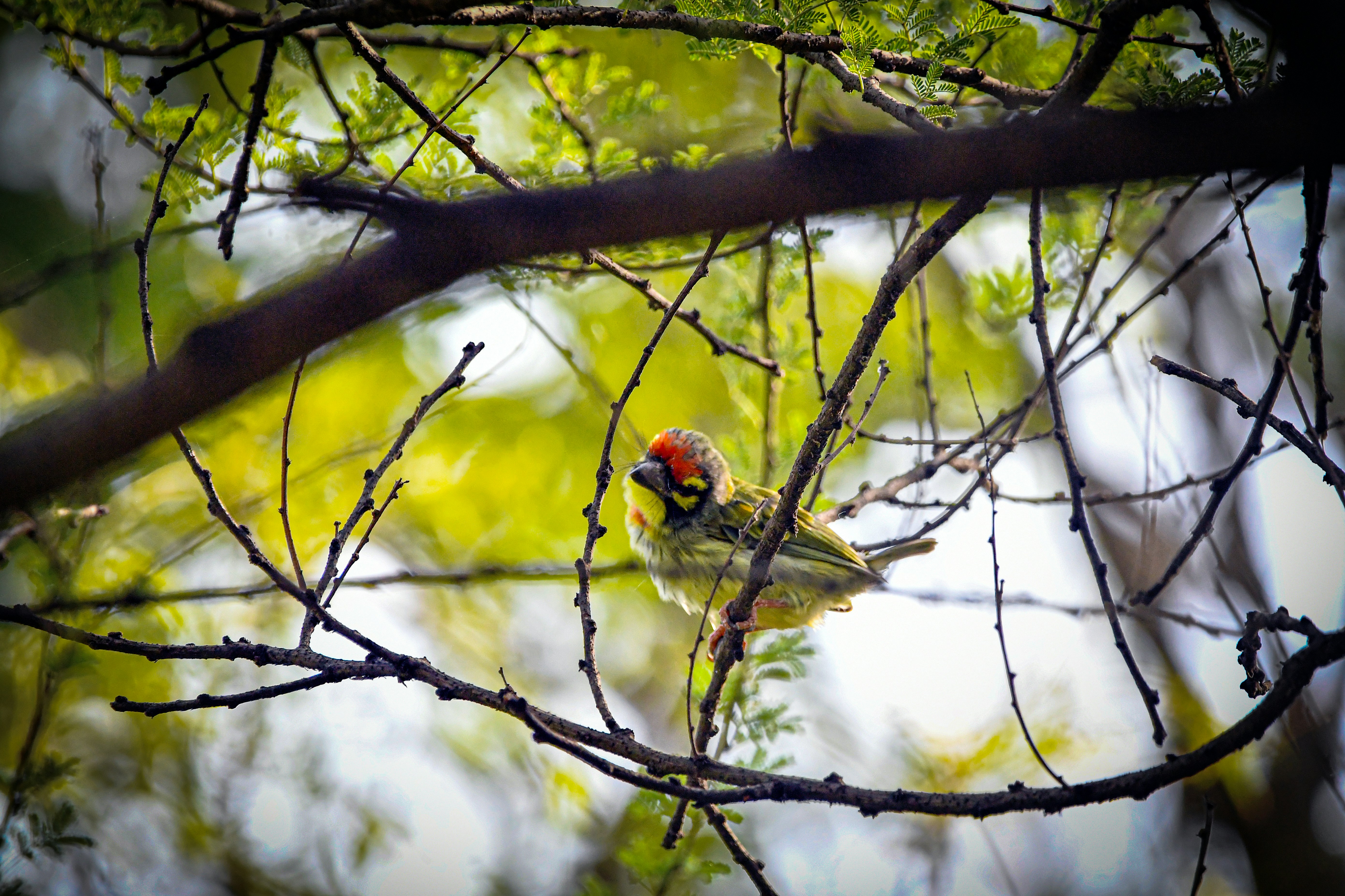 Red-crowned Warbler in a Lattice of Branches