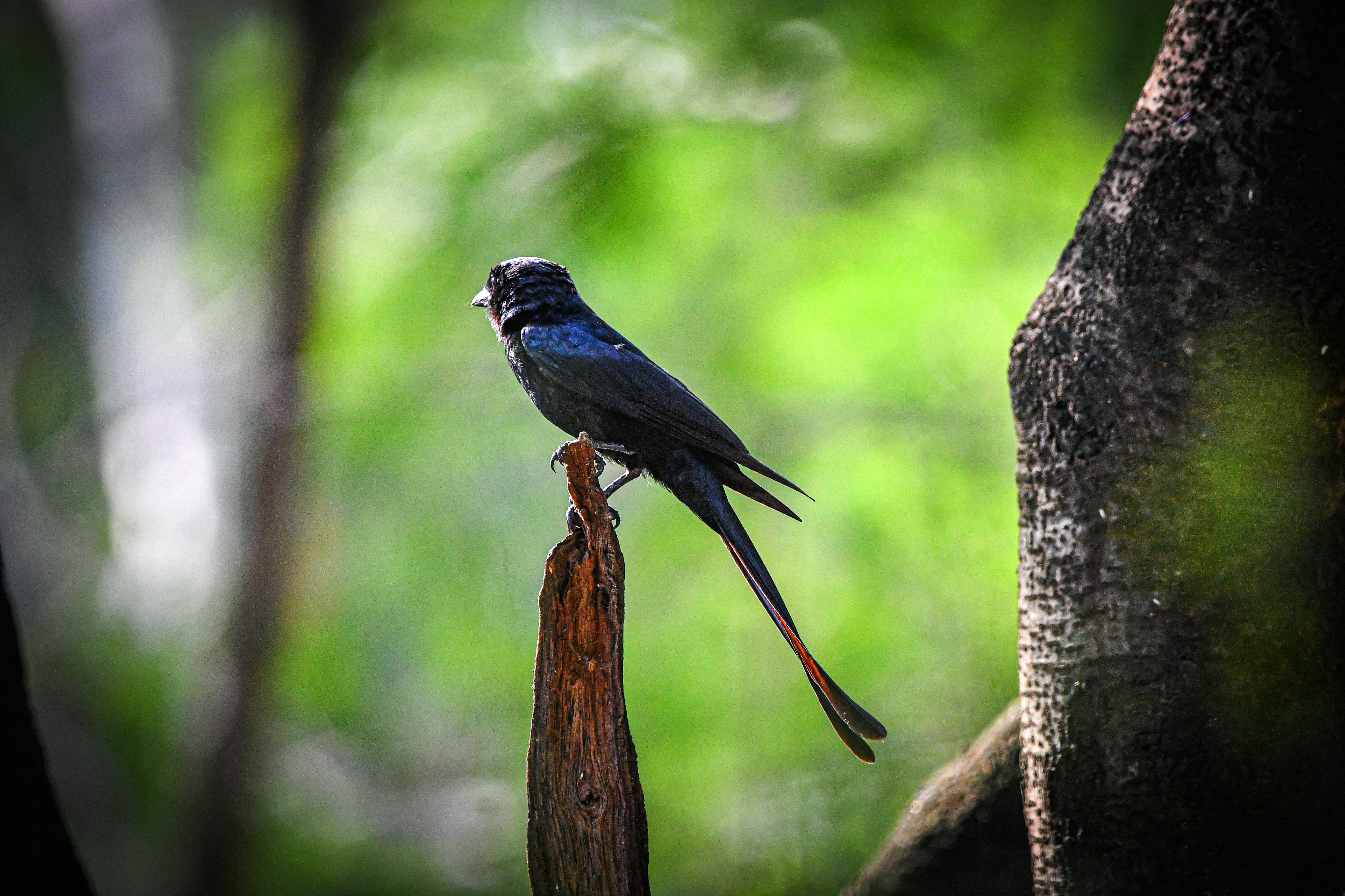 Sentry on a Weathered Post: A Black-and-Blue Tyrant in Quiet Light
