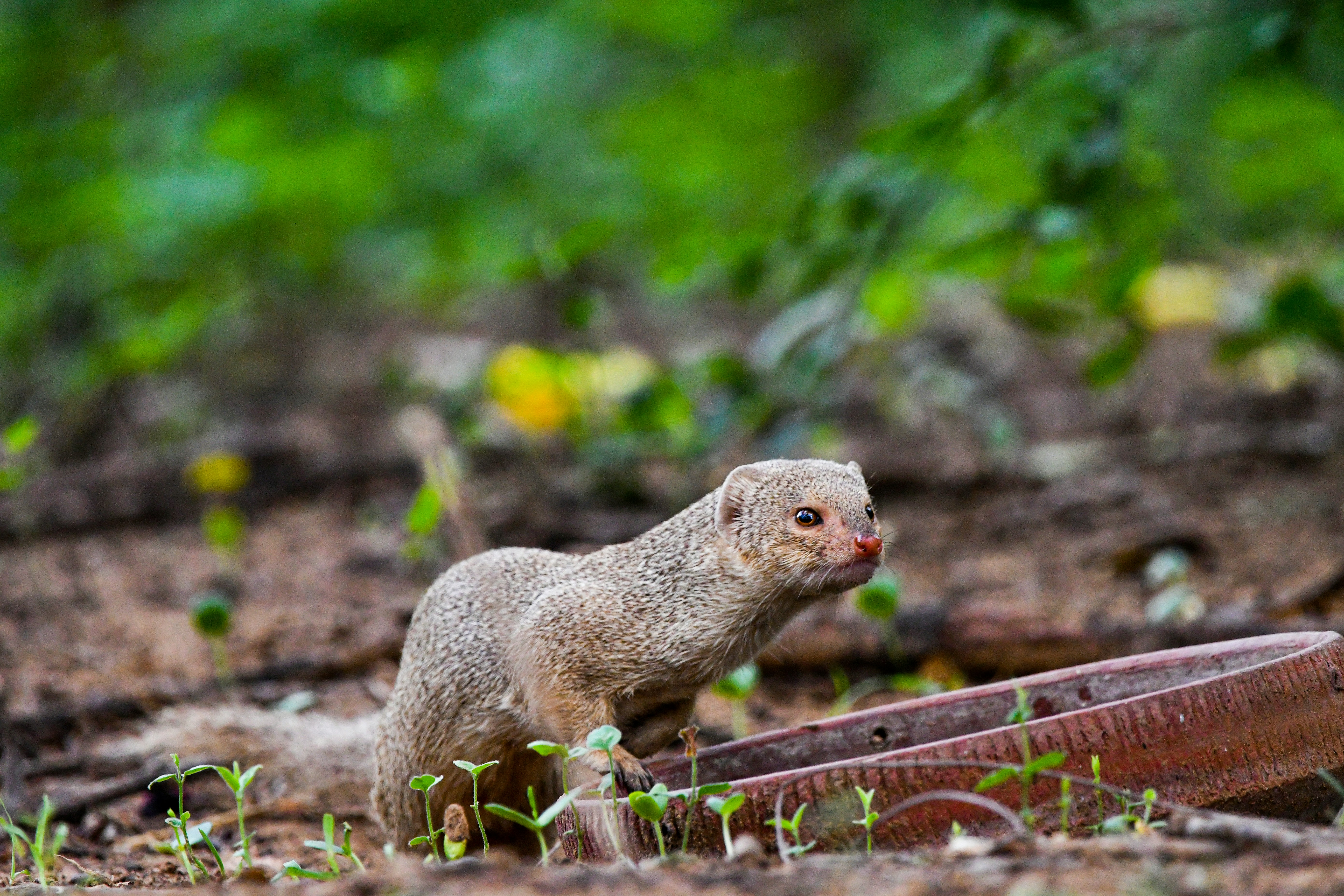 Curious Ferret in a Forest Floor Stalker Moment