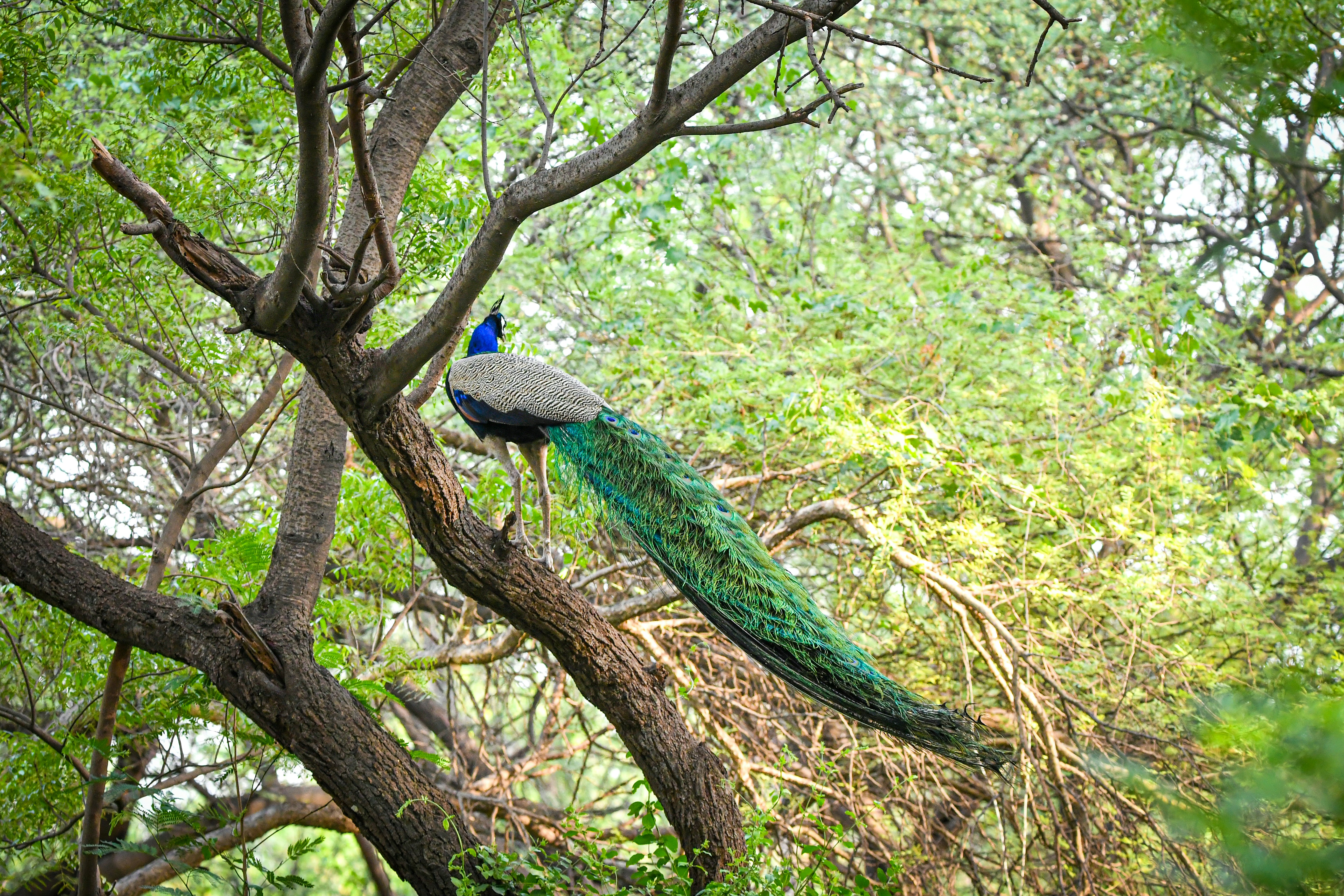 Emerald Majesty: A Peafowl at Rest Among Sunlit Leaves