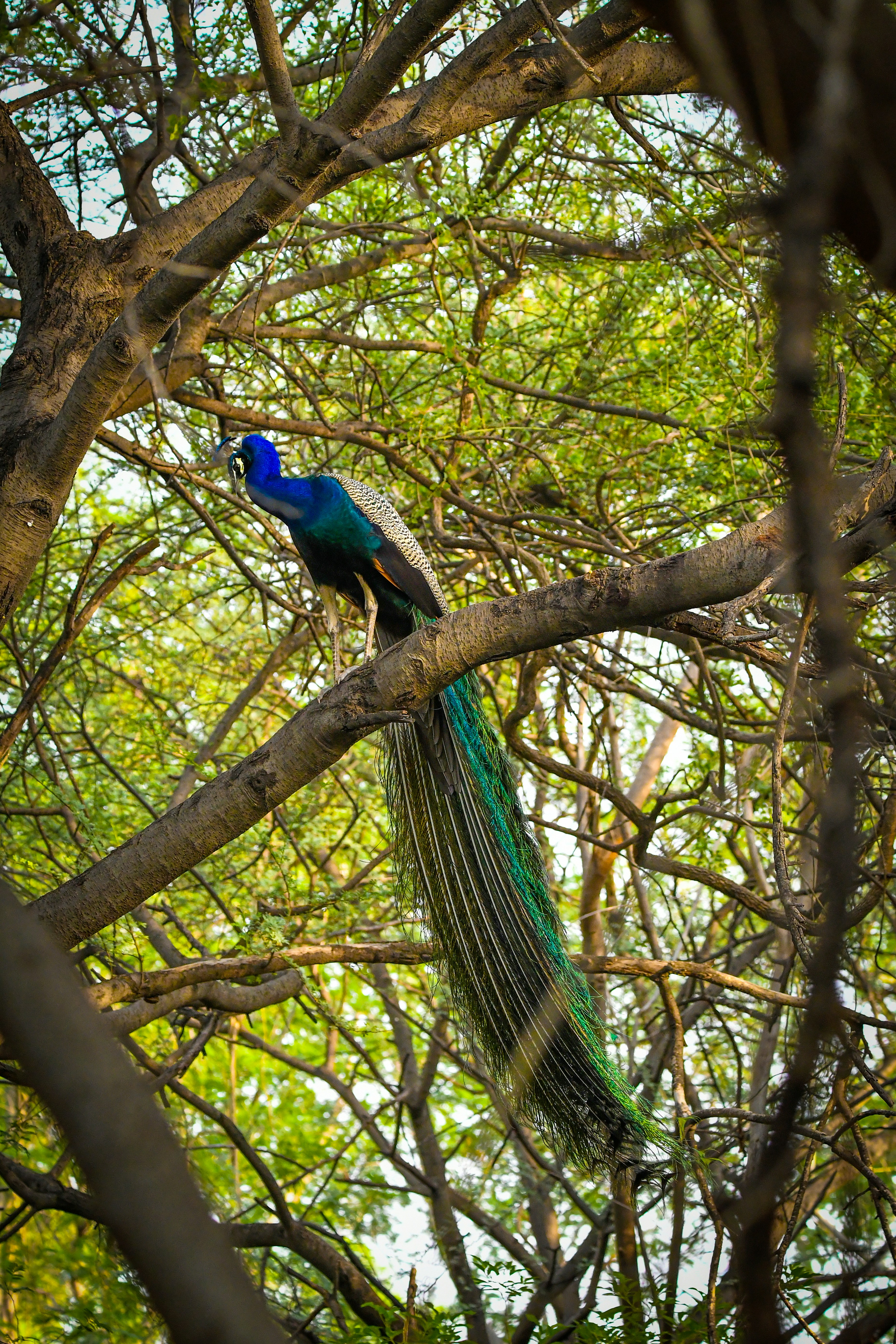 Blue-Feathered Majesty Amid Verdant Canopy