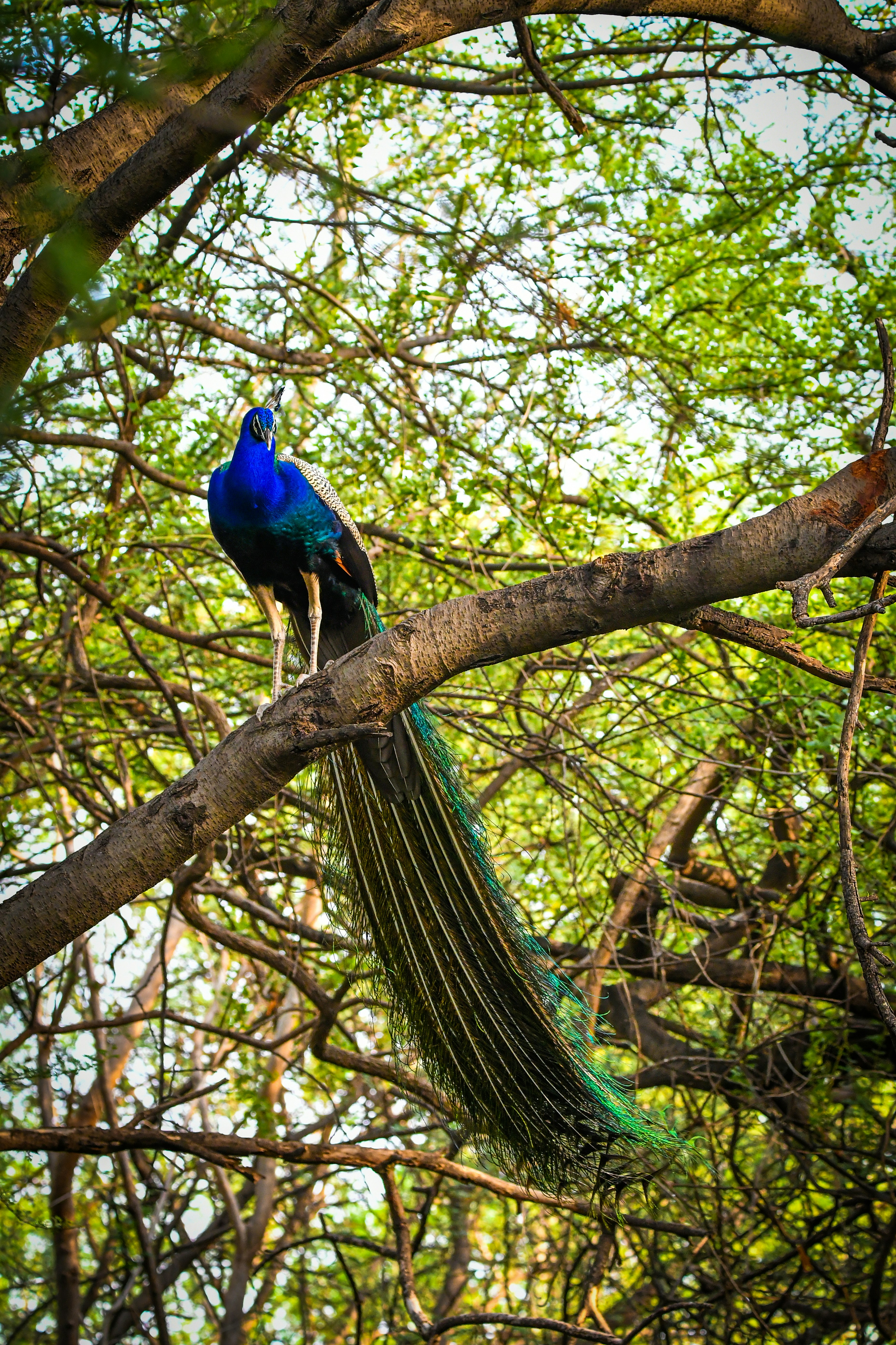 Royal Blue in the Canopy: A Peacock Reigns Among Green Arches