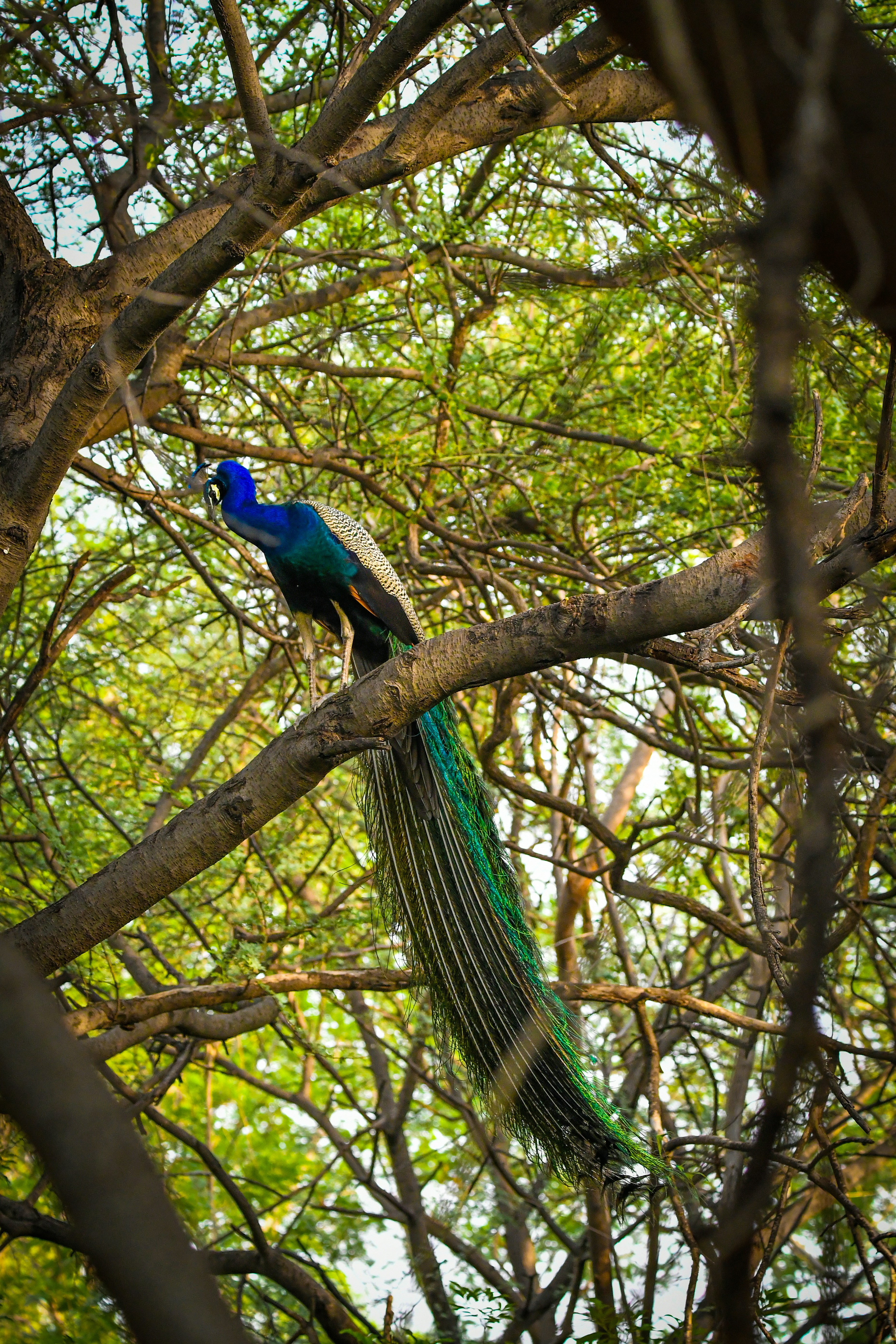 A Regal Peacock Perched Amid Latticed Green Canopy