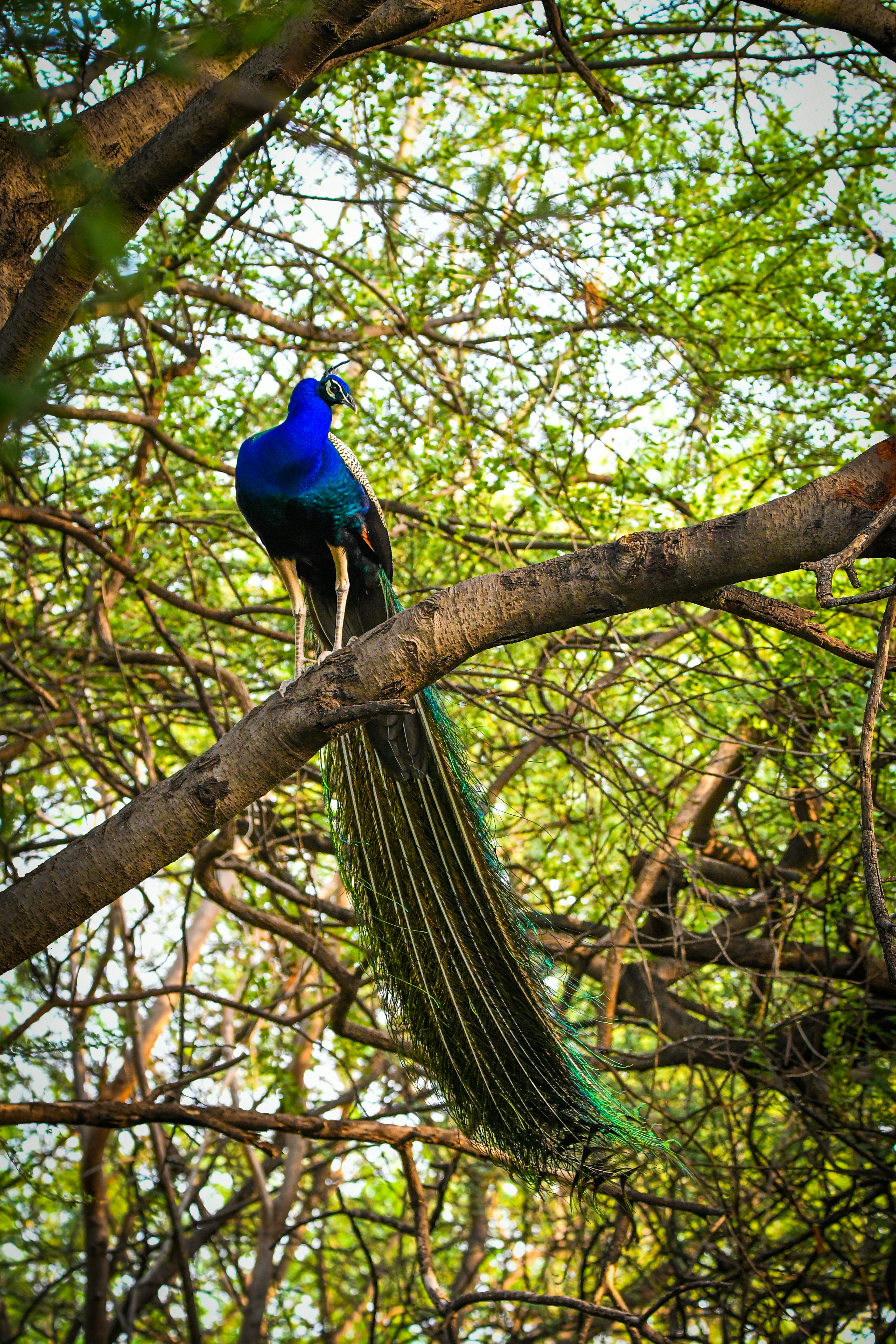 Azure Majesty on a Sunlit Canopy