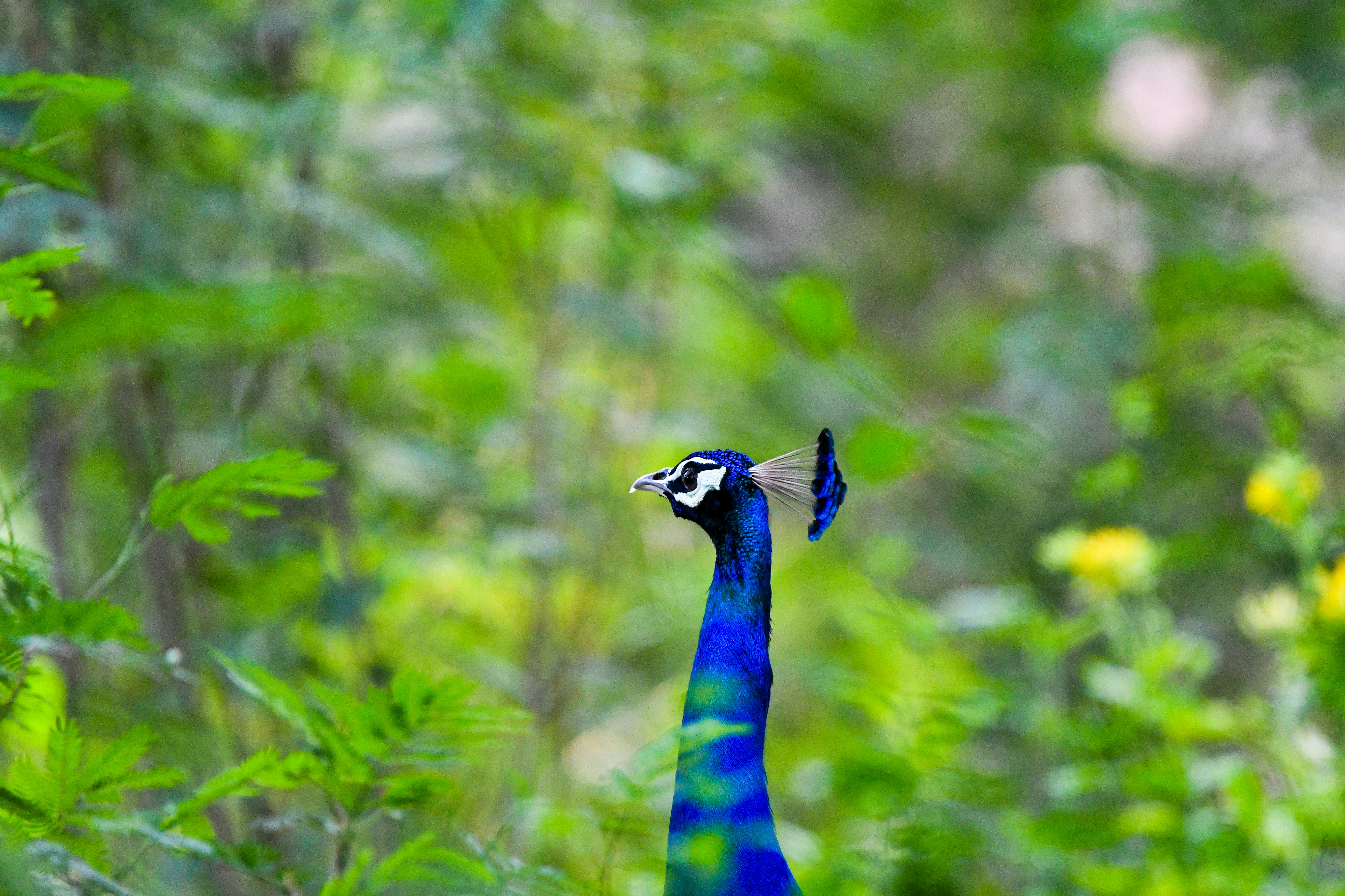 Azure Crown: A Peacock Reaches Through the Green Veil