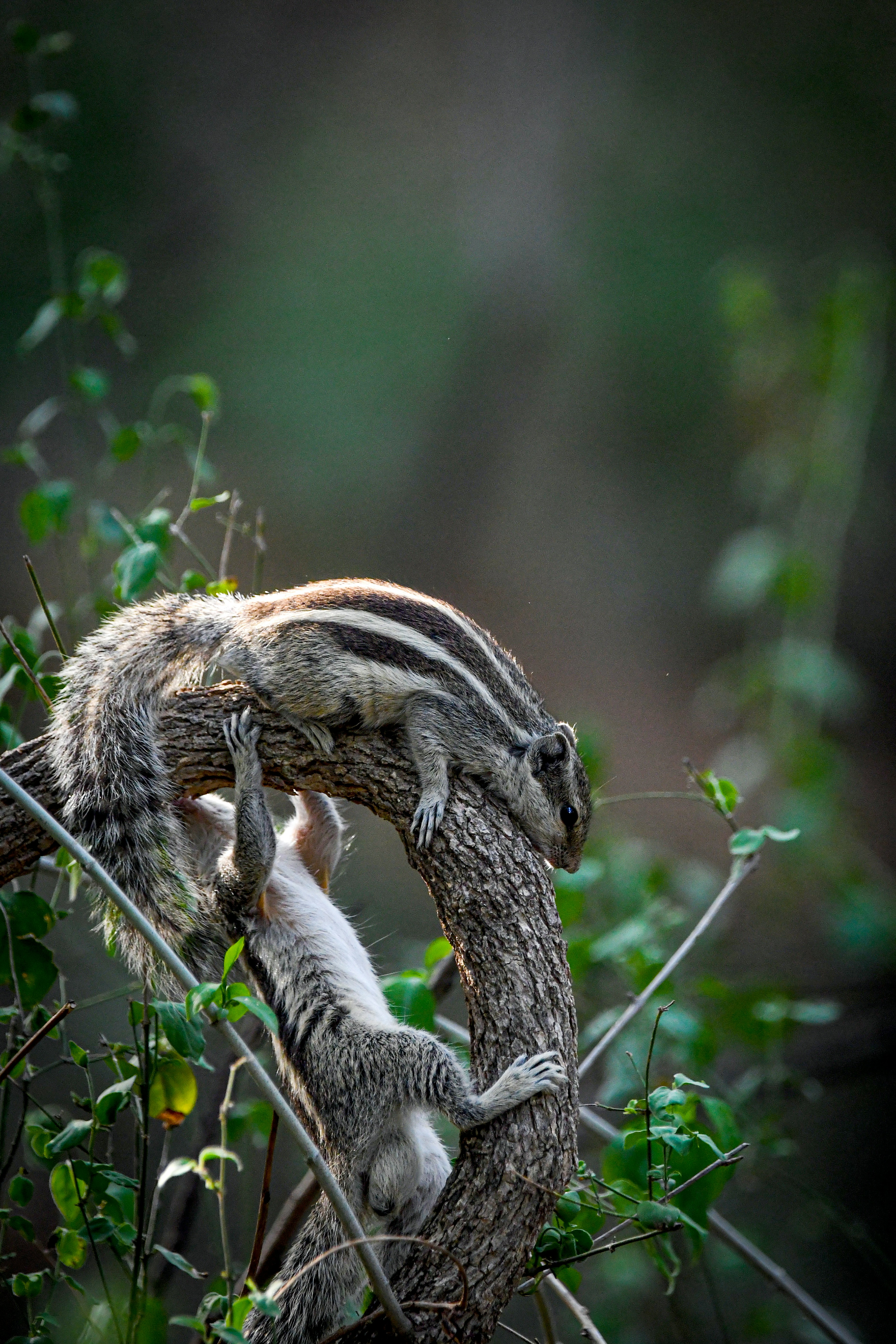 Zigzag Intersection: Squirrels on a Curved Bark