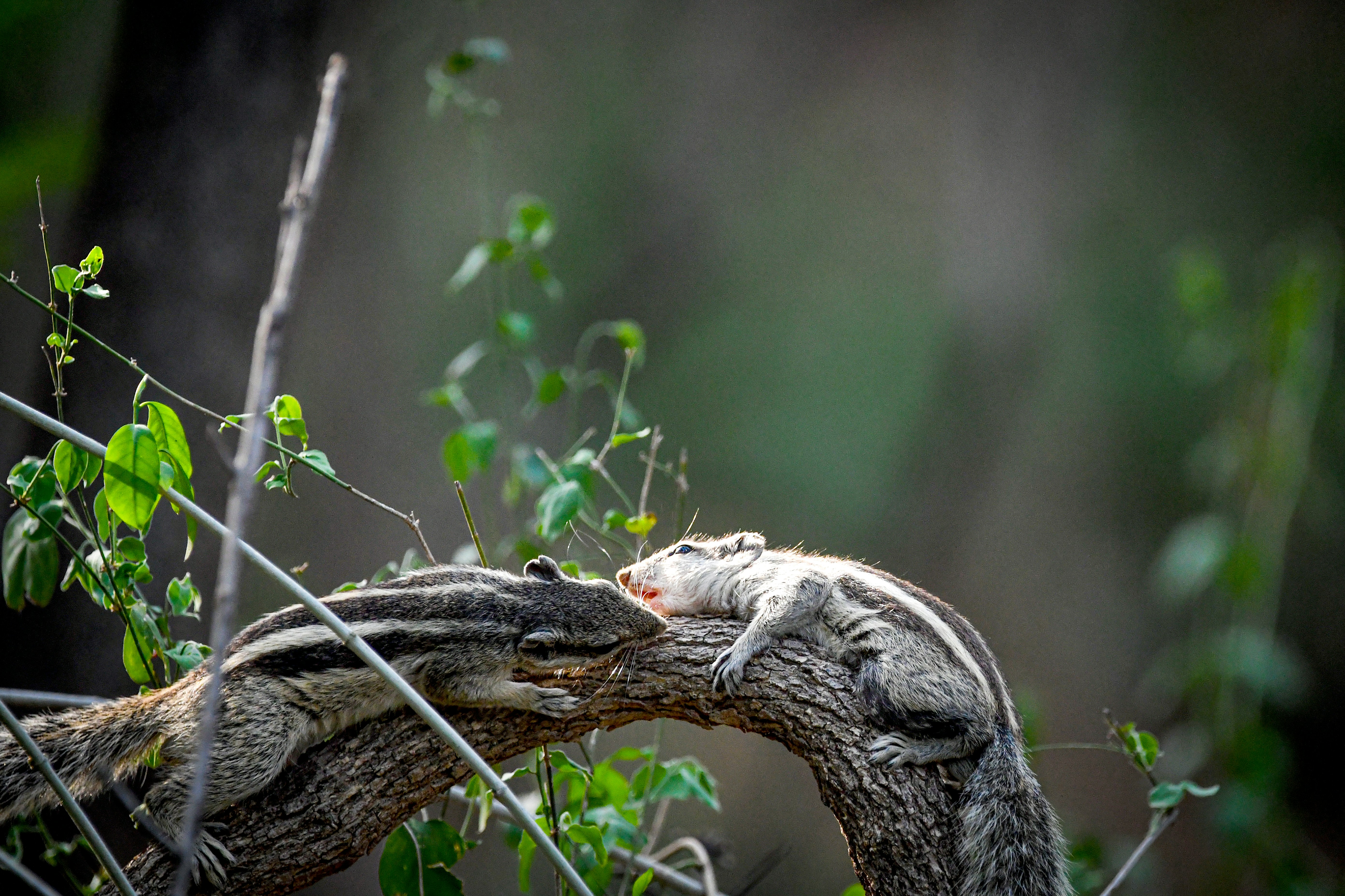 Two gray squirrels rest atop a curved branch, heads touching in a tender moment amid green foliage and soft forest bokeh.