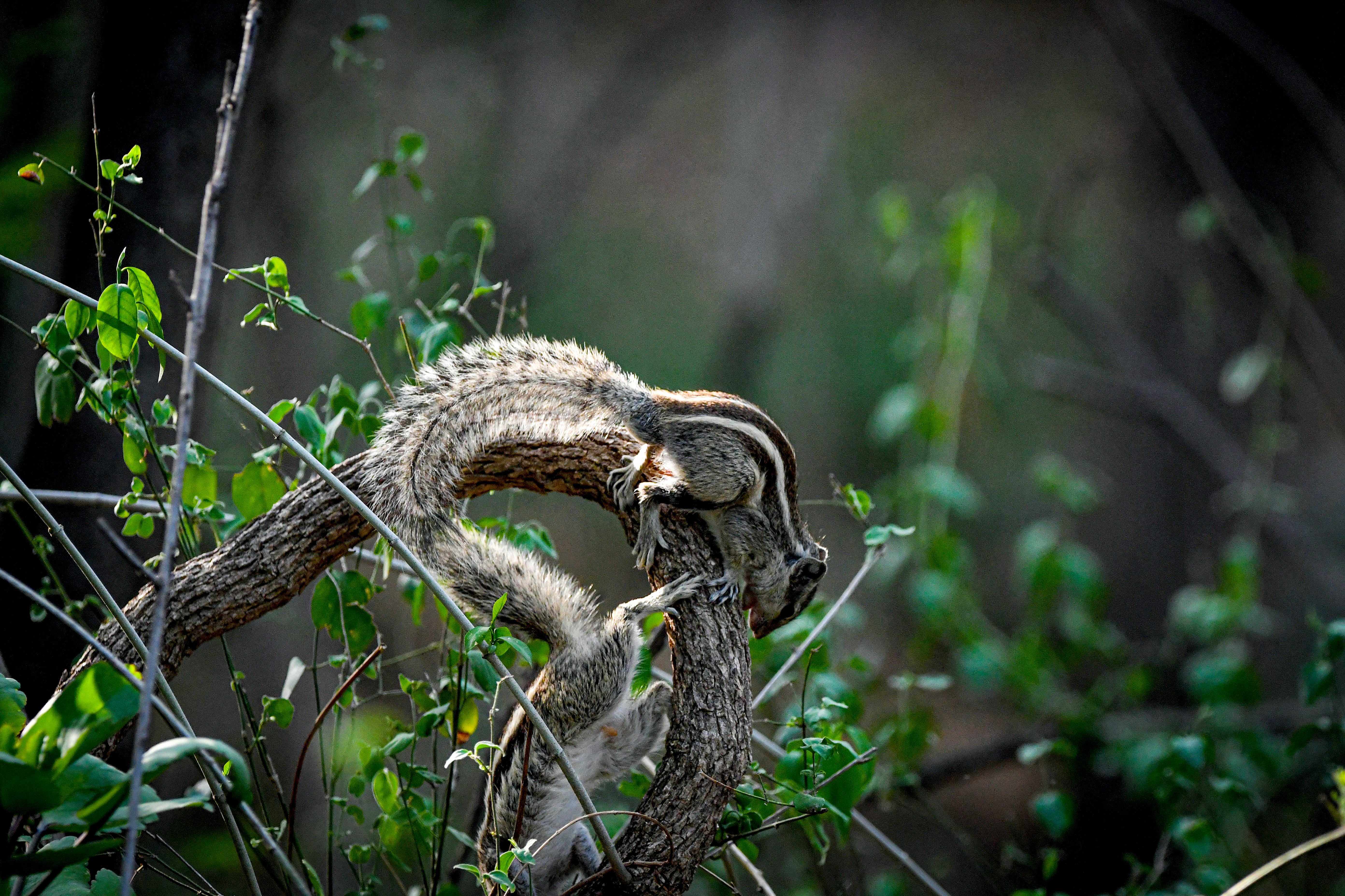 Curving Camouflage: Squirrel in a Tangle of Branches