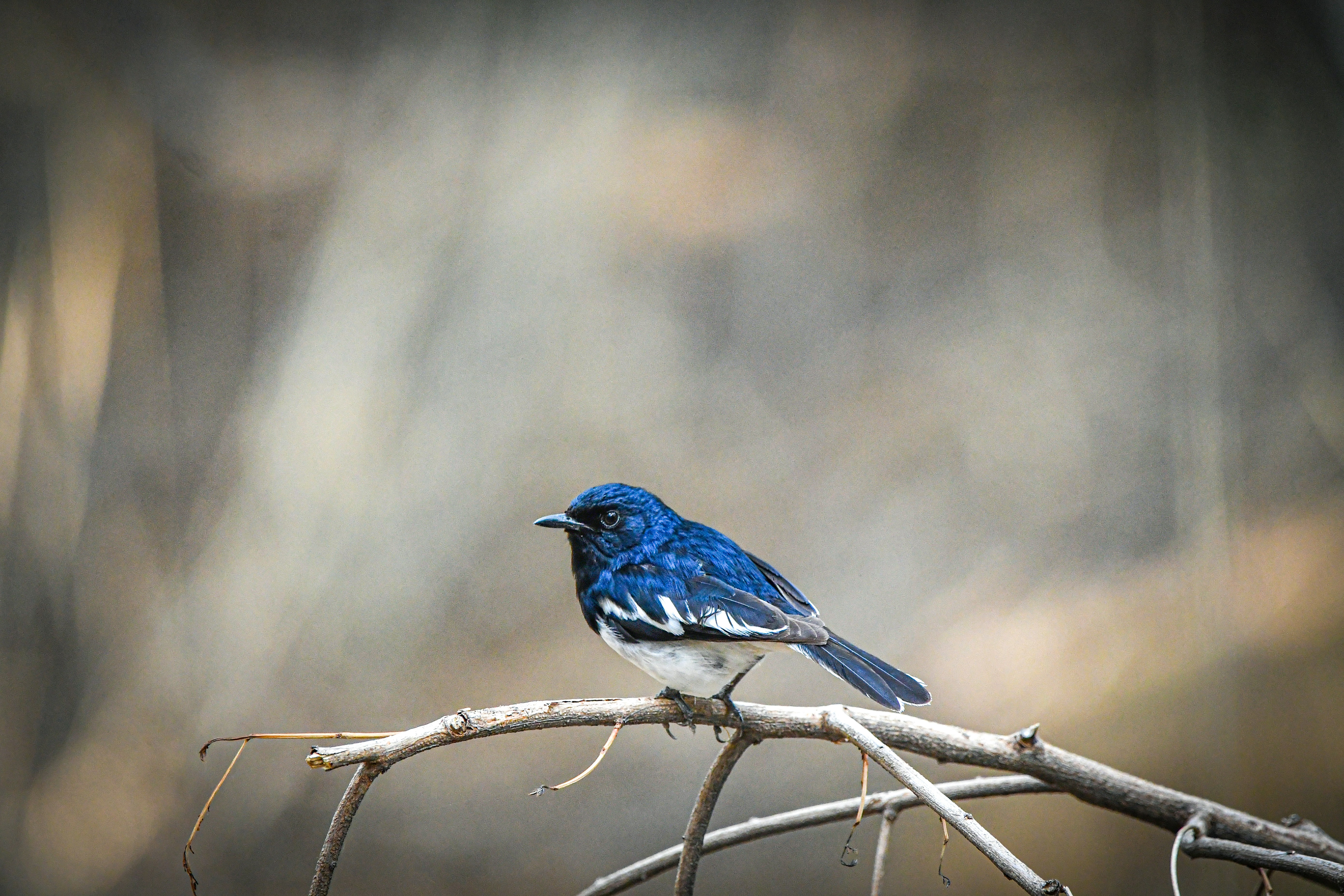 Azure Thrush: a cobalt-blue songbird perched on a weathered branch