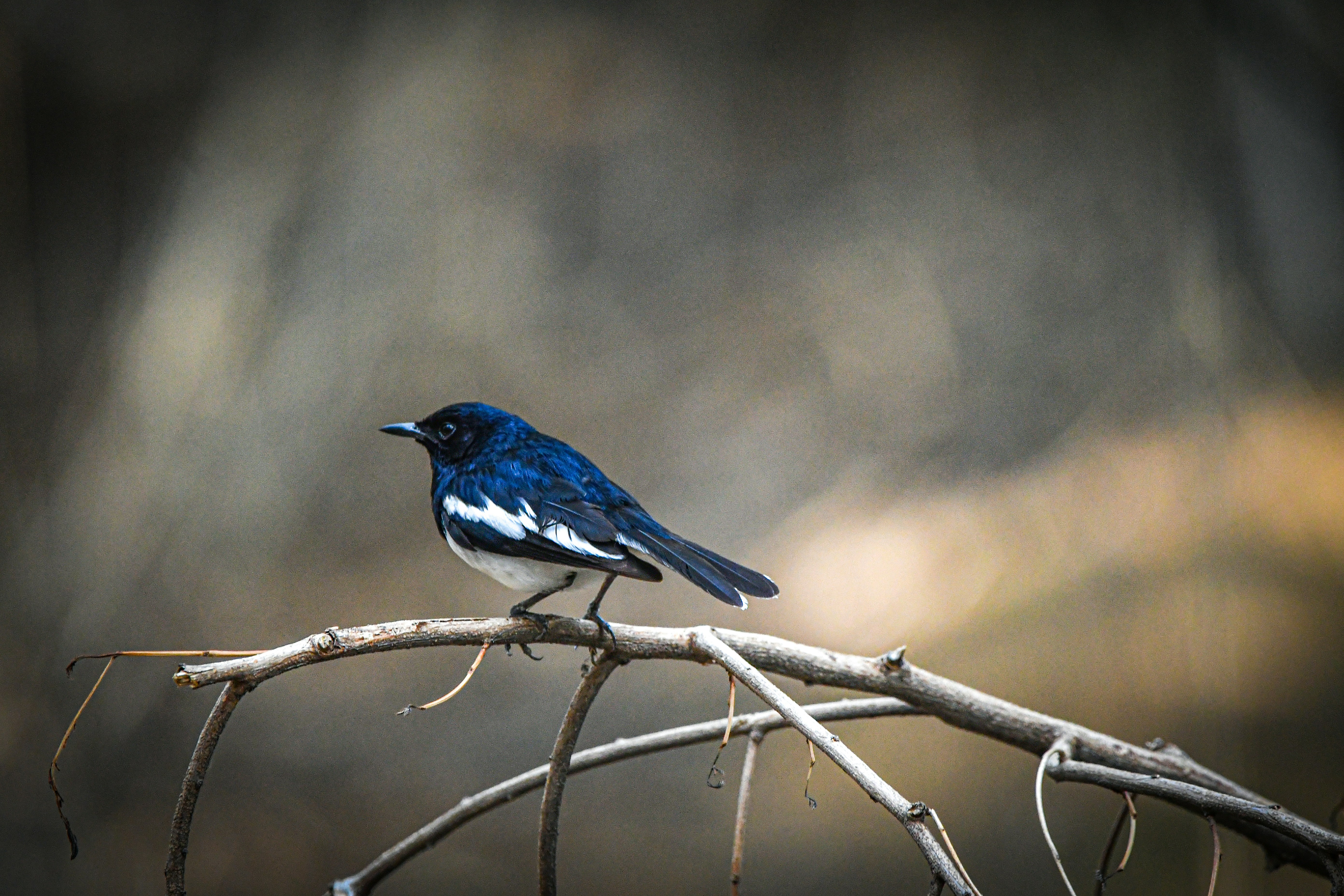 Azure Wisp on a Twig: A Bluebird Amid Branches
