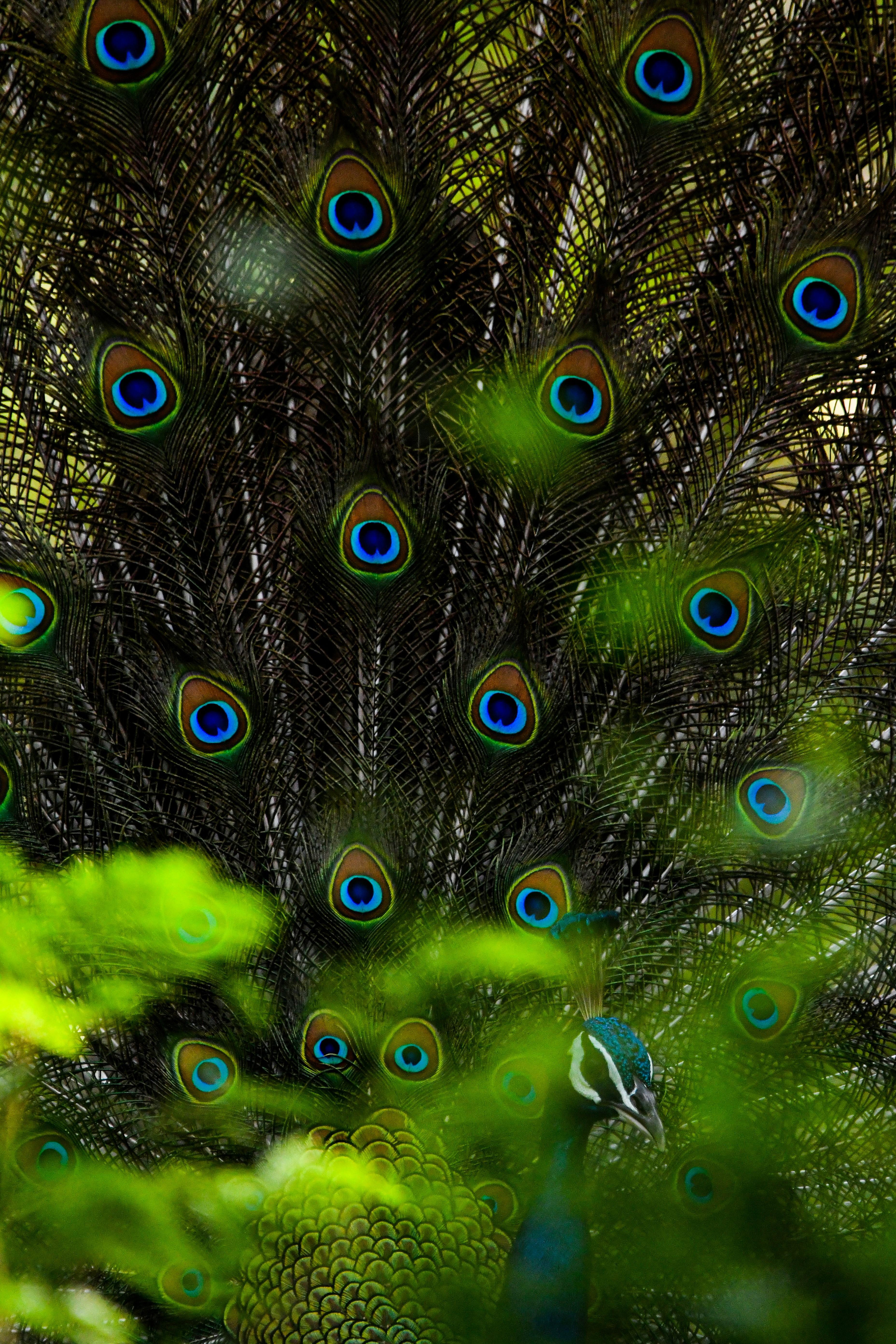 Emerald Crest: A Peacock's Hidden Spotlight