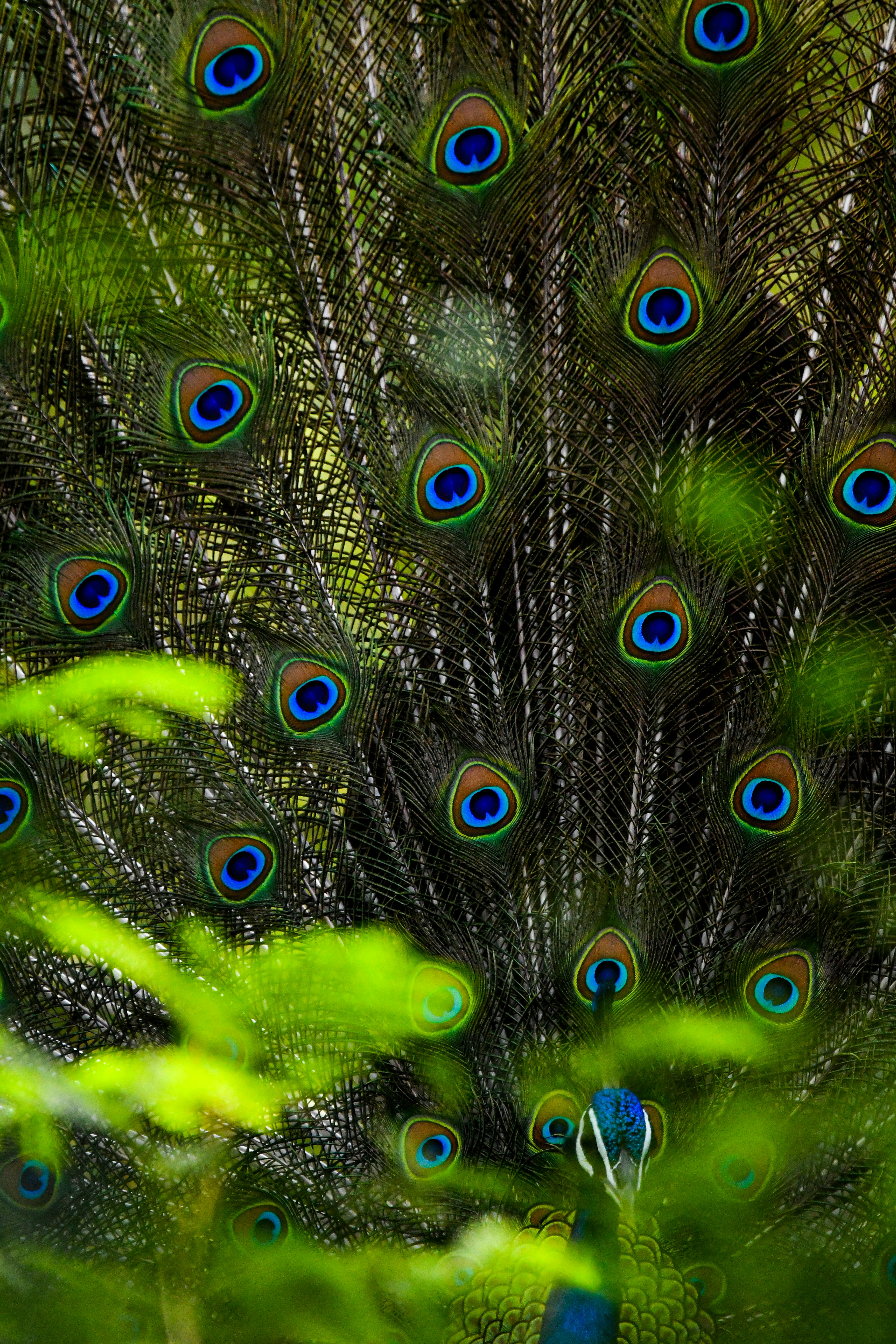 Emerald Tails: A Peacock’s Quiet Gaze Through Fern Veils