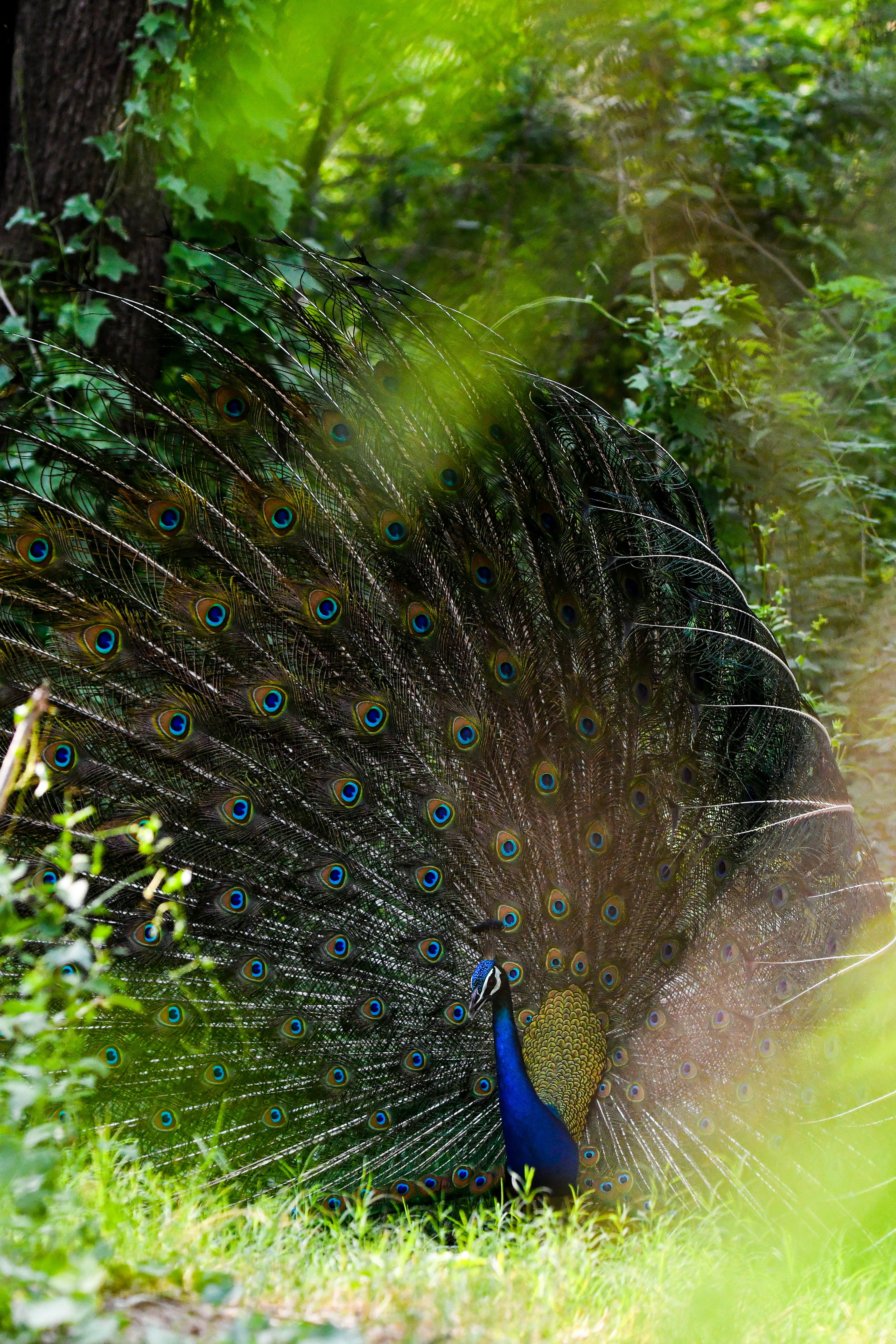 Peacock Unfurling a Jewel-Toned Fan in a Sunlit Clearing