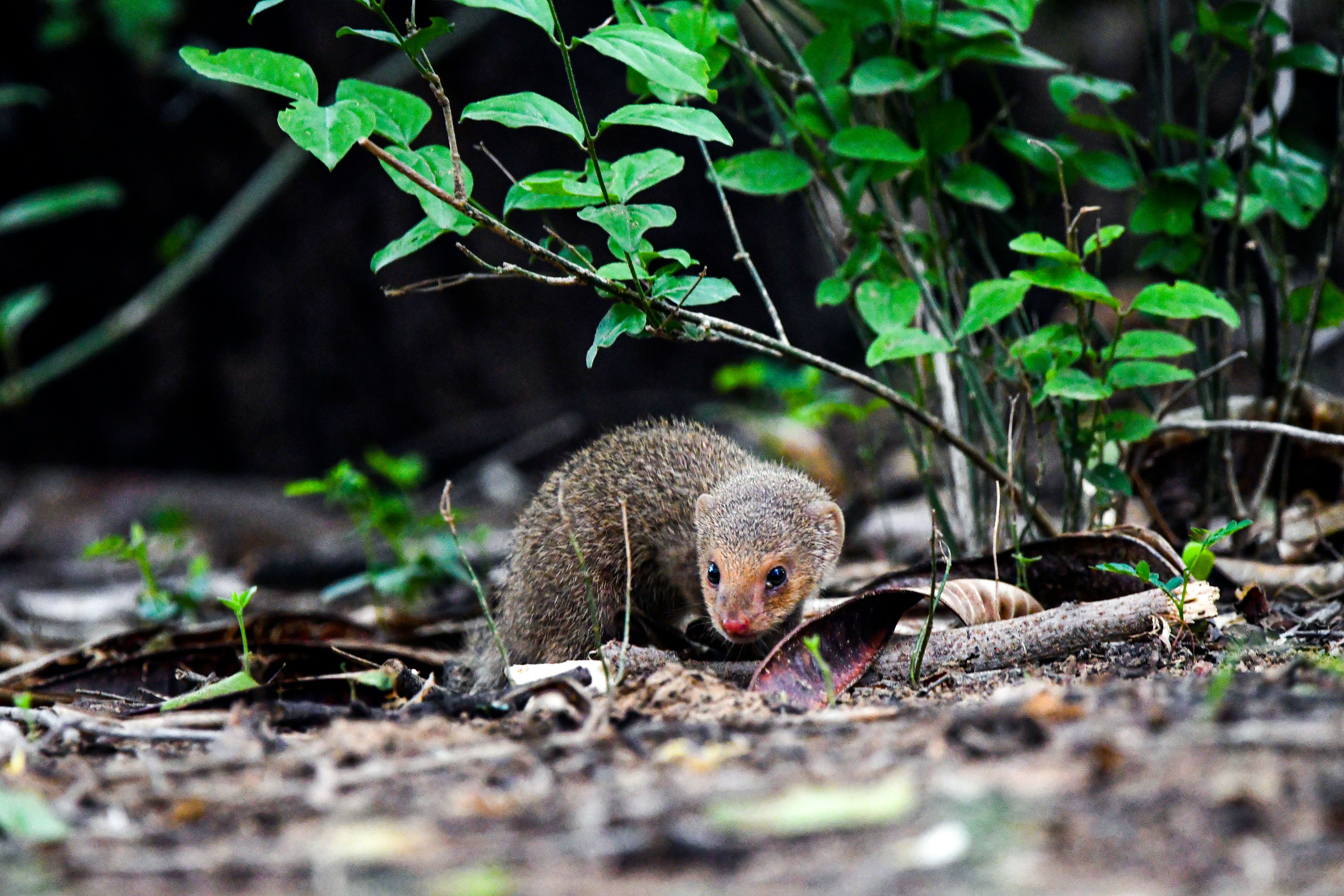 Curious Amphibian in the Understory: A Small Mole-like Mammal Highlights the Ground