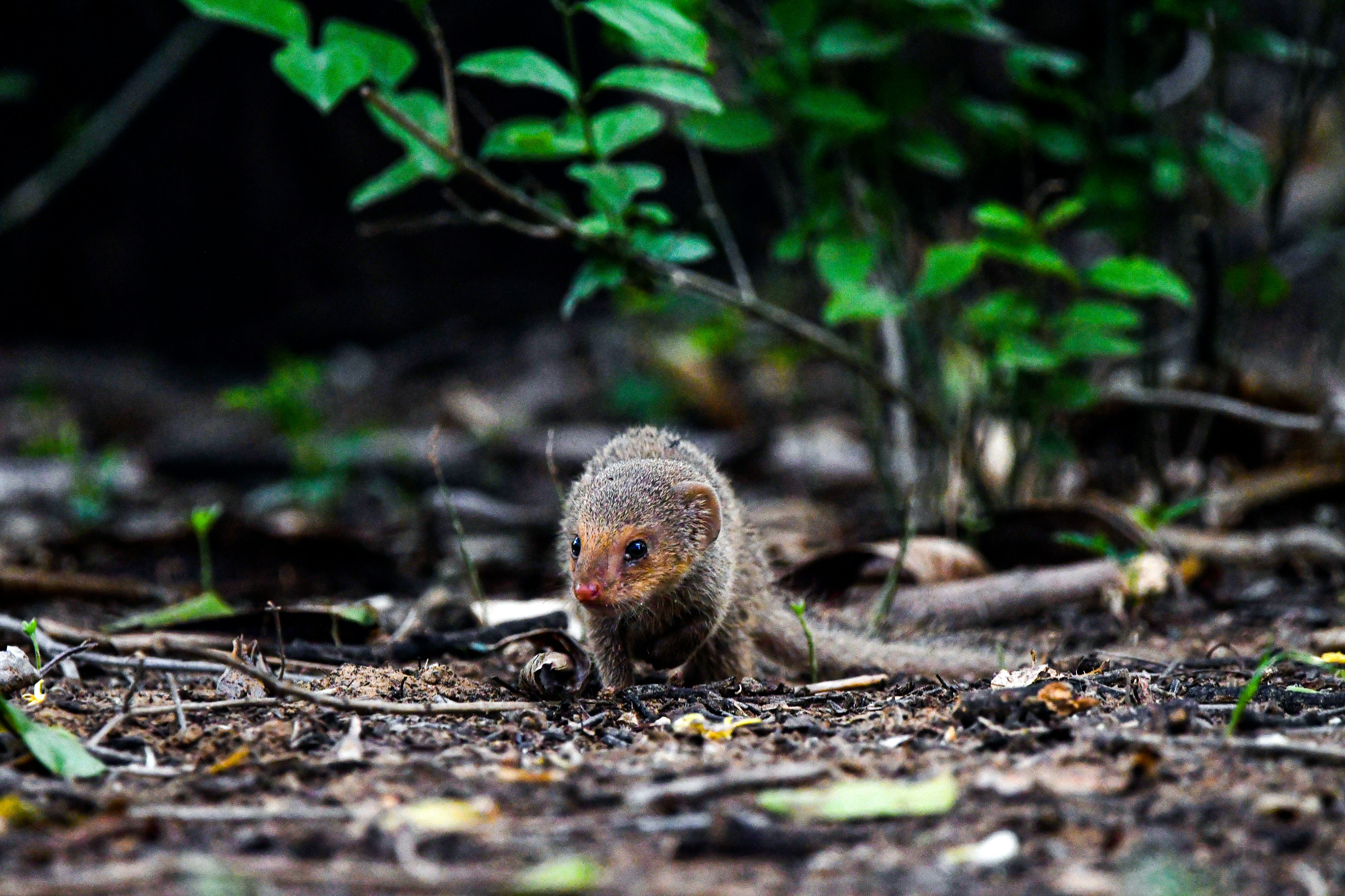 Tiny Burrow Scout: A Curious Weasel Forages Among Leaf Litter