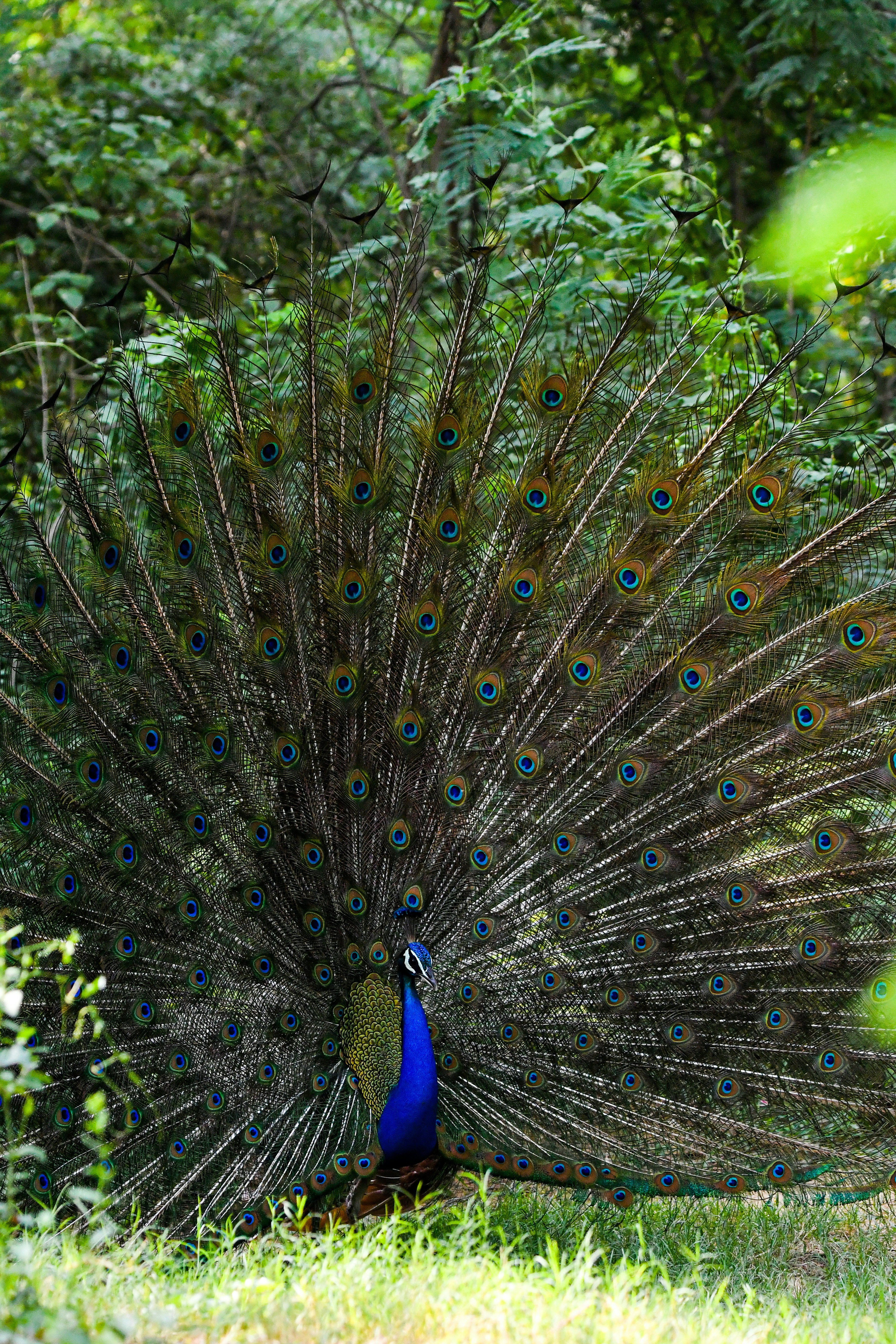 Royal Courtyard: A Peacock’s Feat of Fanned Color