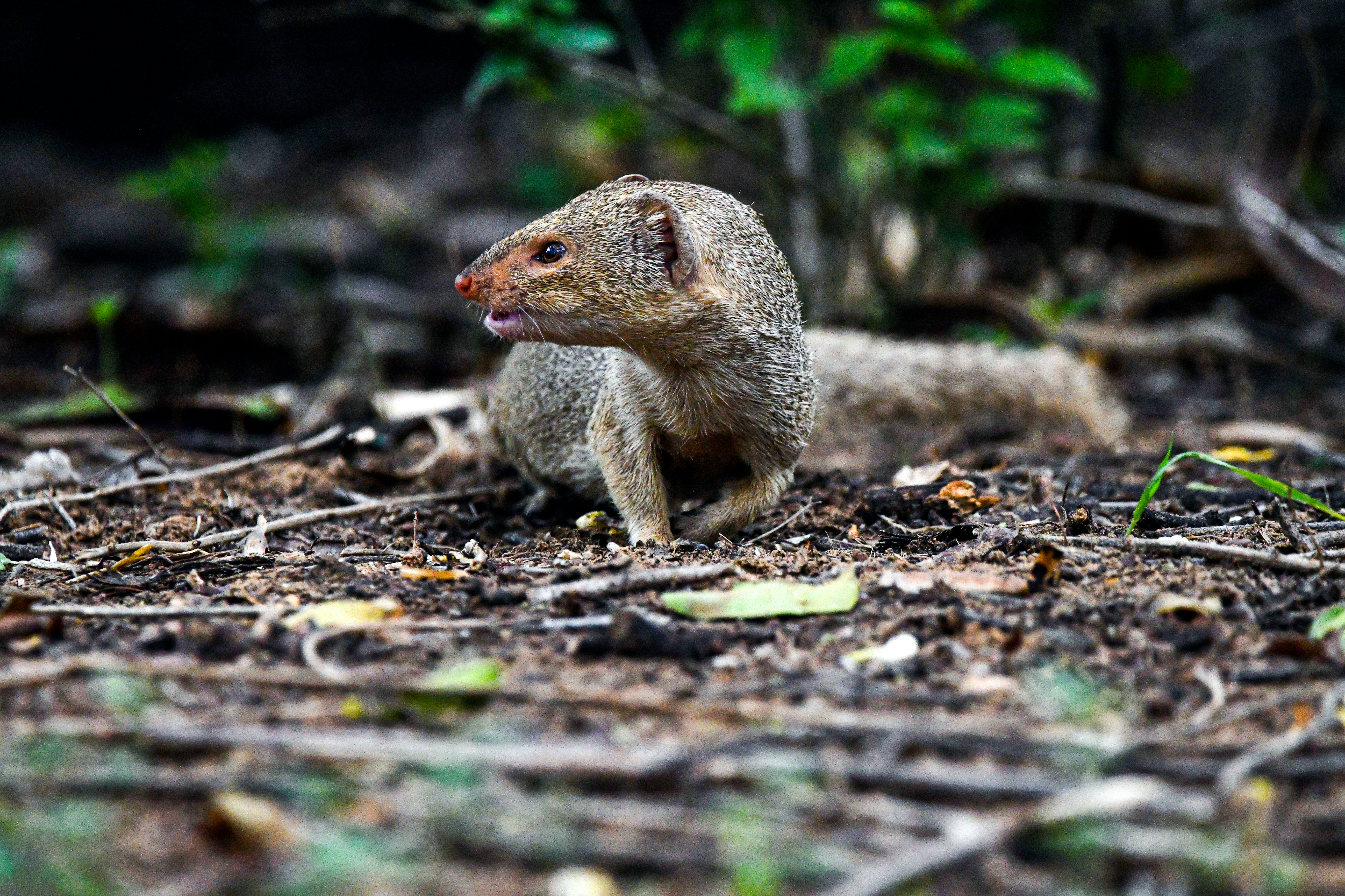 Ground-Level Stroll: A Curious Ground Squirrel Pause
