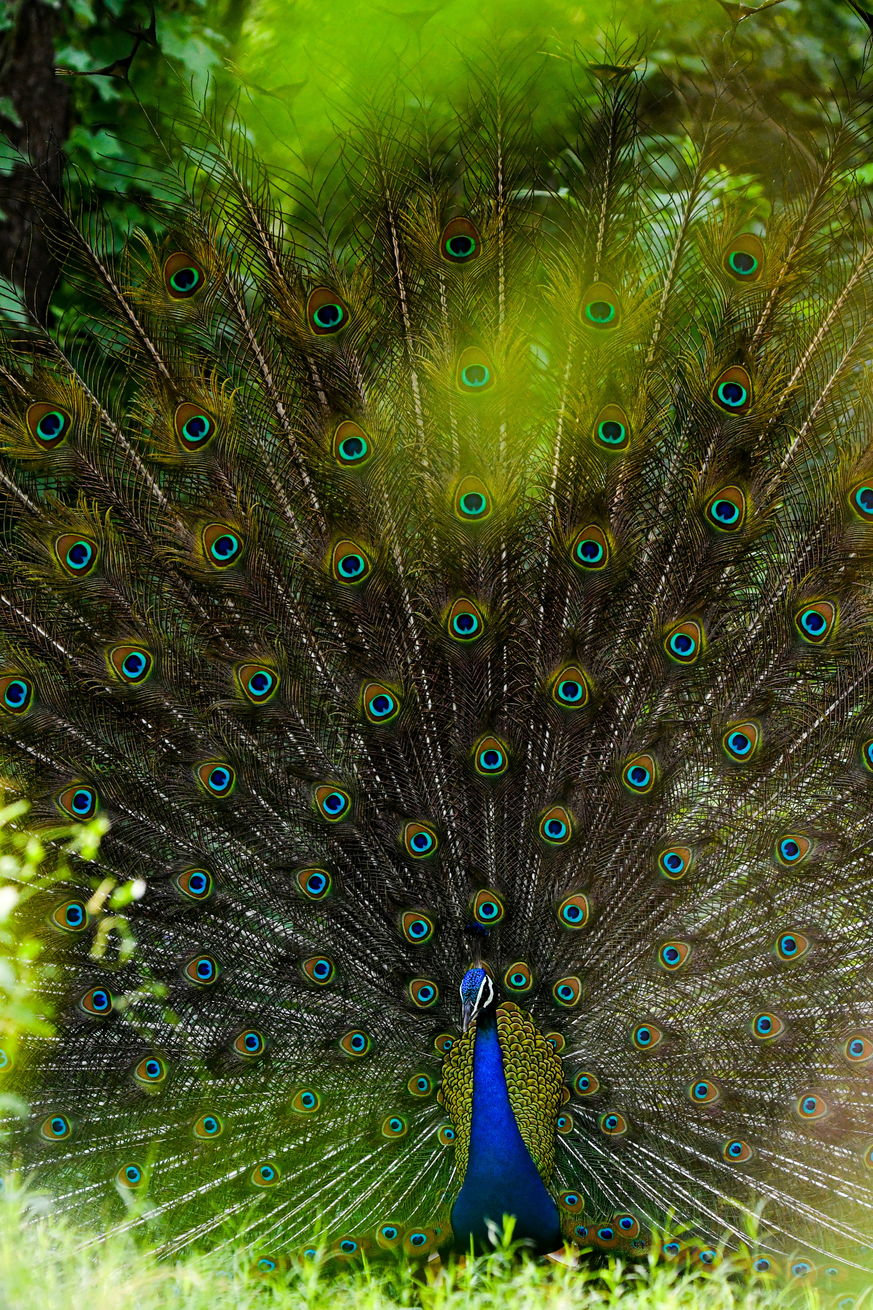 Peacock in Full Feathery Display Amid Green Backdrop