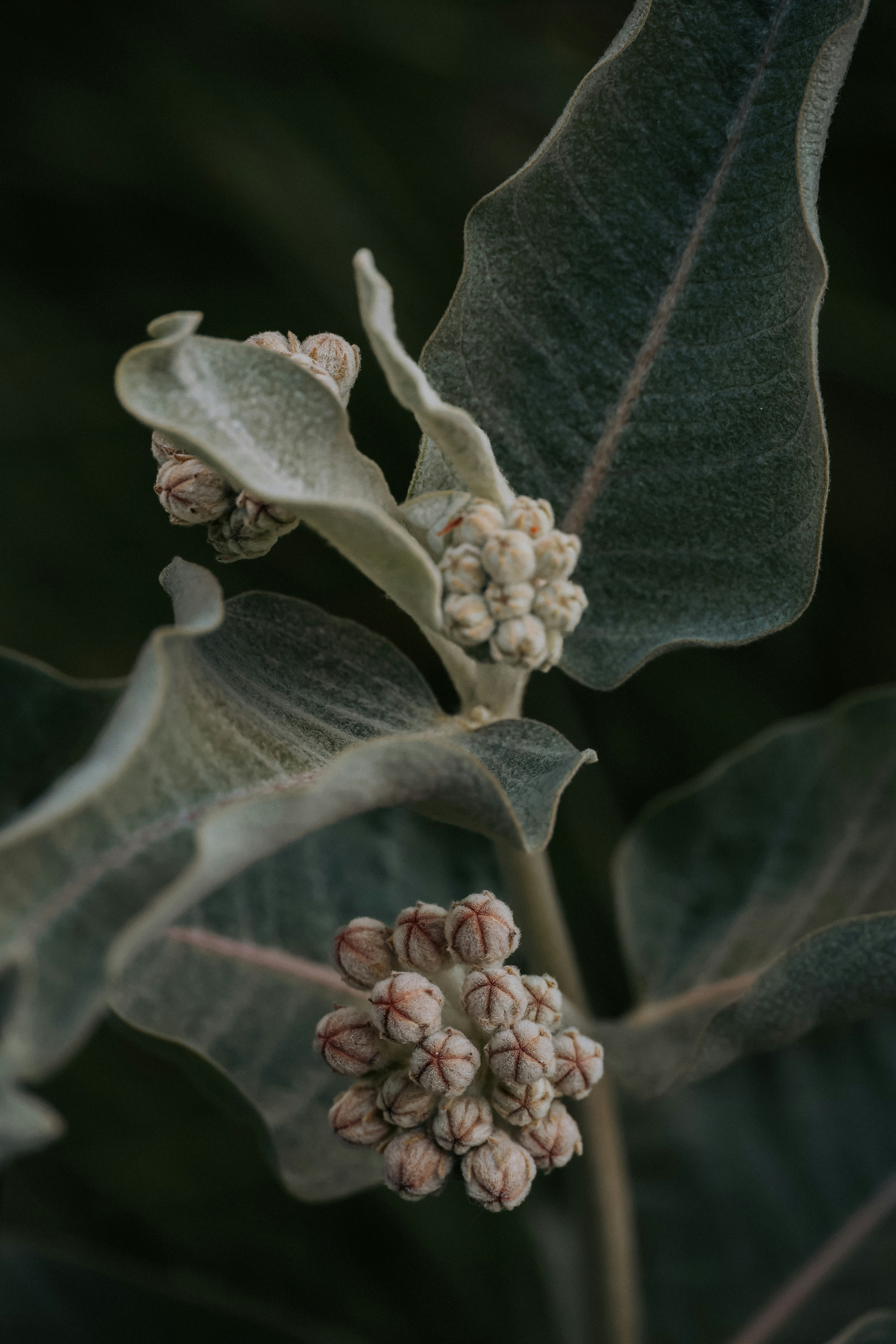 Muted Botanicals: Close-Up of Budding Eucalyptus Clusters