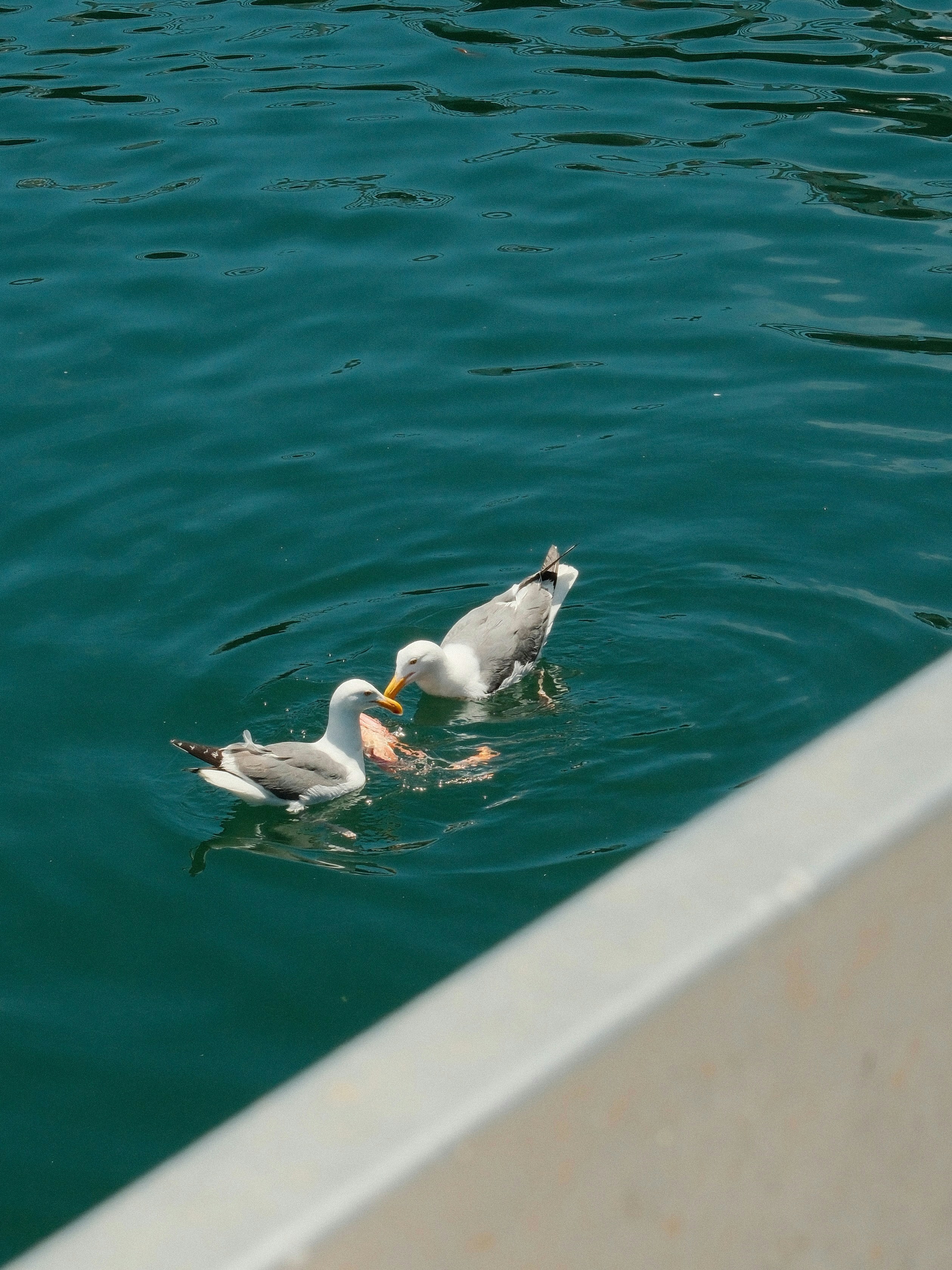 Seaborn Exchange: Two gulls at the edge of a marina