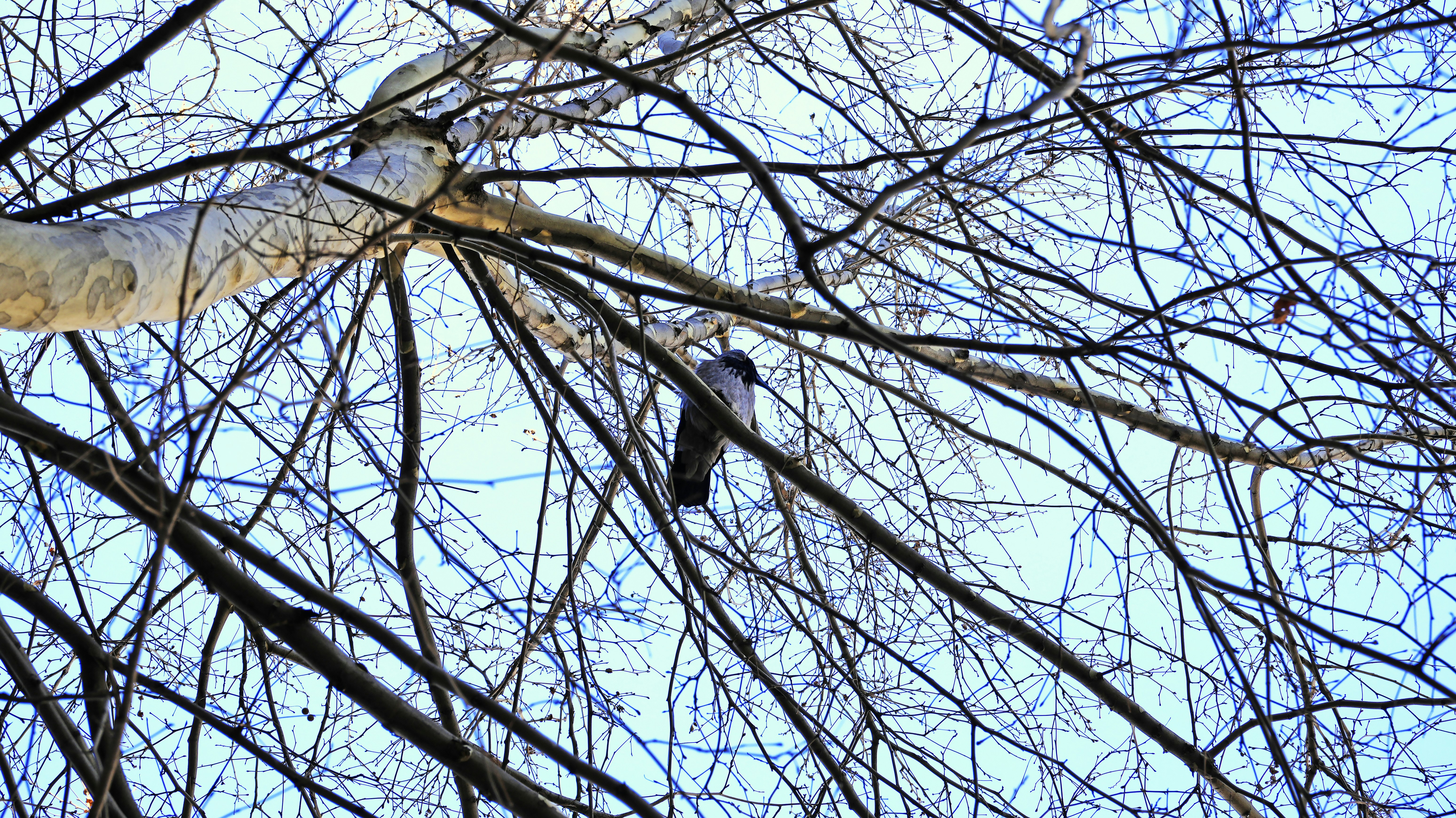 Branch Network against a Clear Winter Sky
