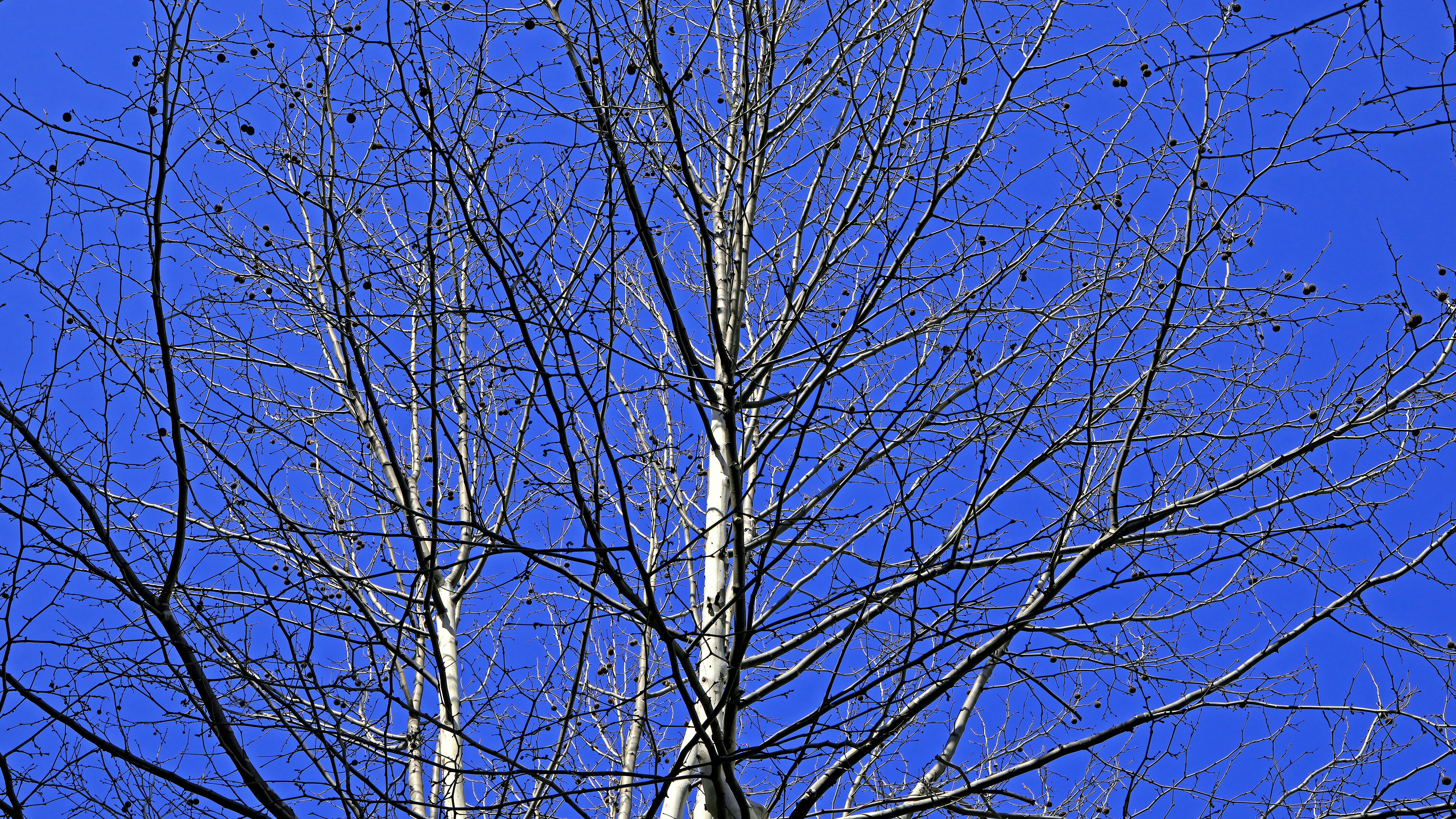 Blue Silence: Leafless Trees Against a Rich Sky