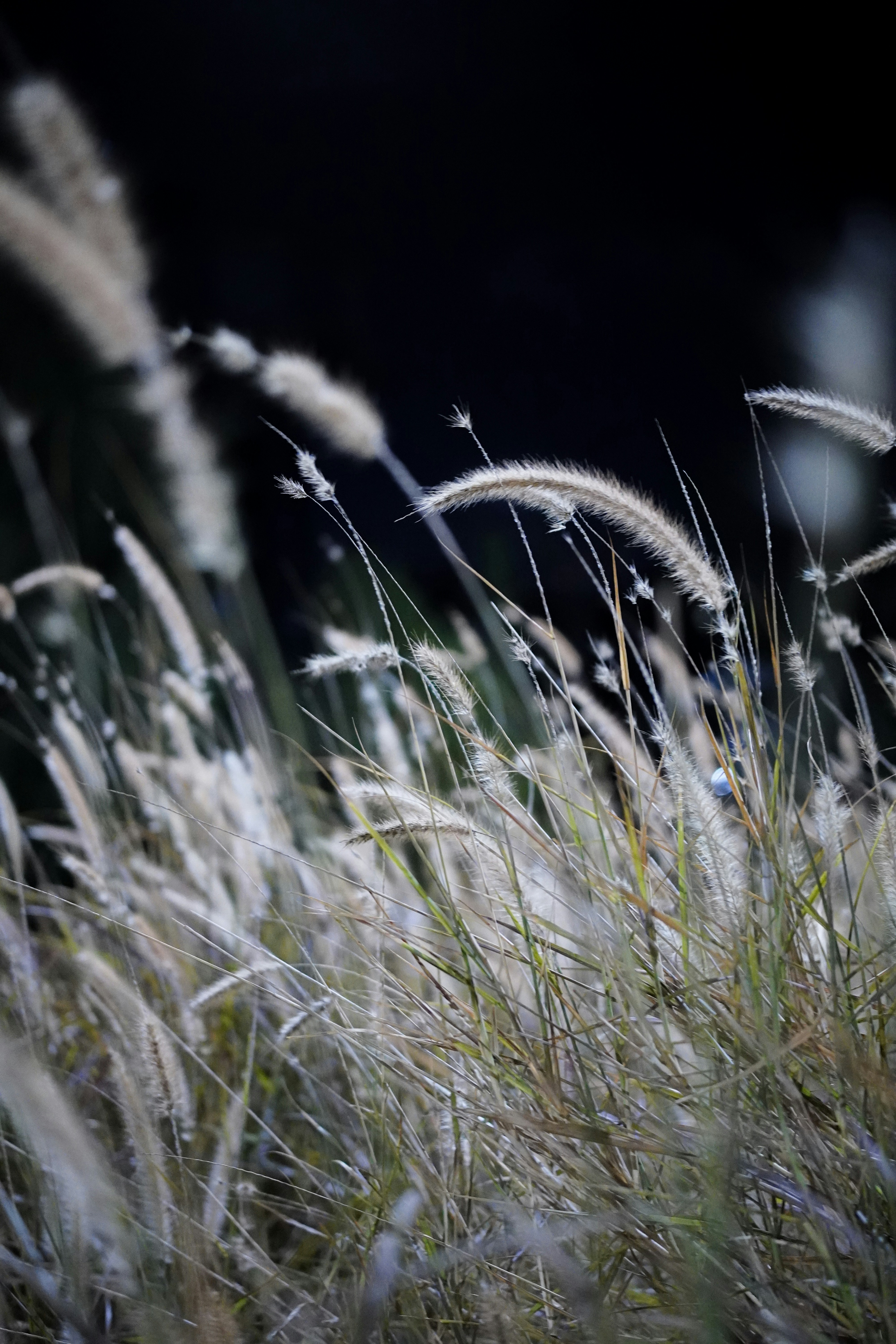 Whispers of Dusk: Tumble of Seedheads in a Velvet Field